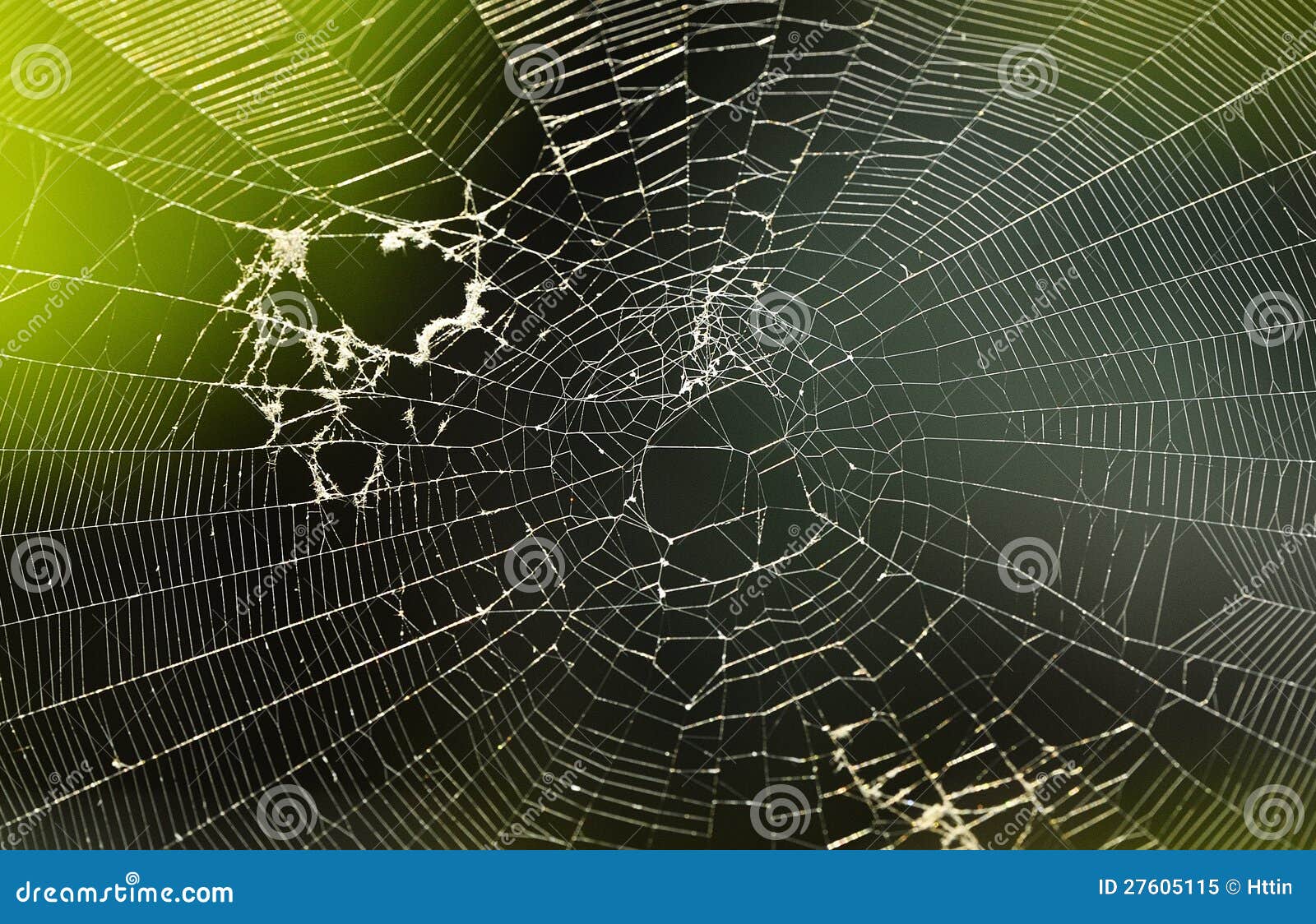Spider Net stock image. Image of string, grab, round - 27605115