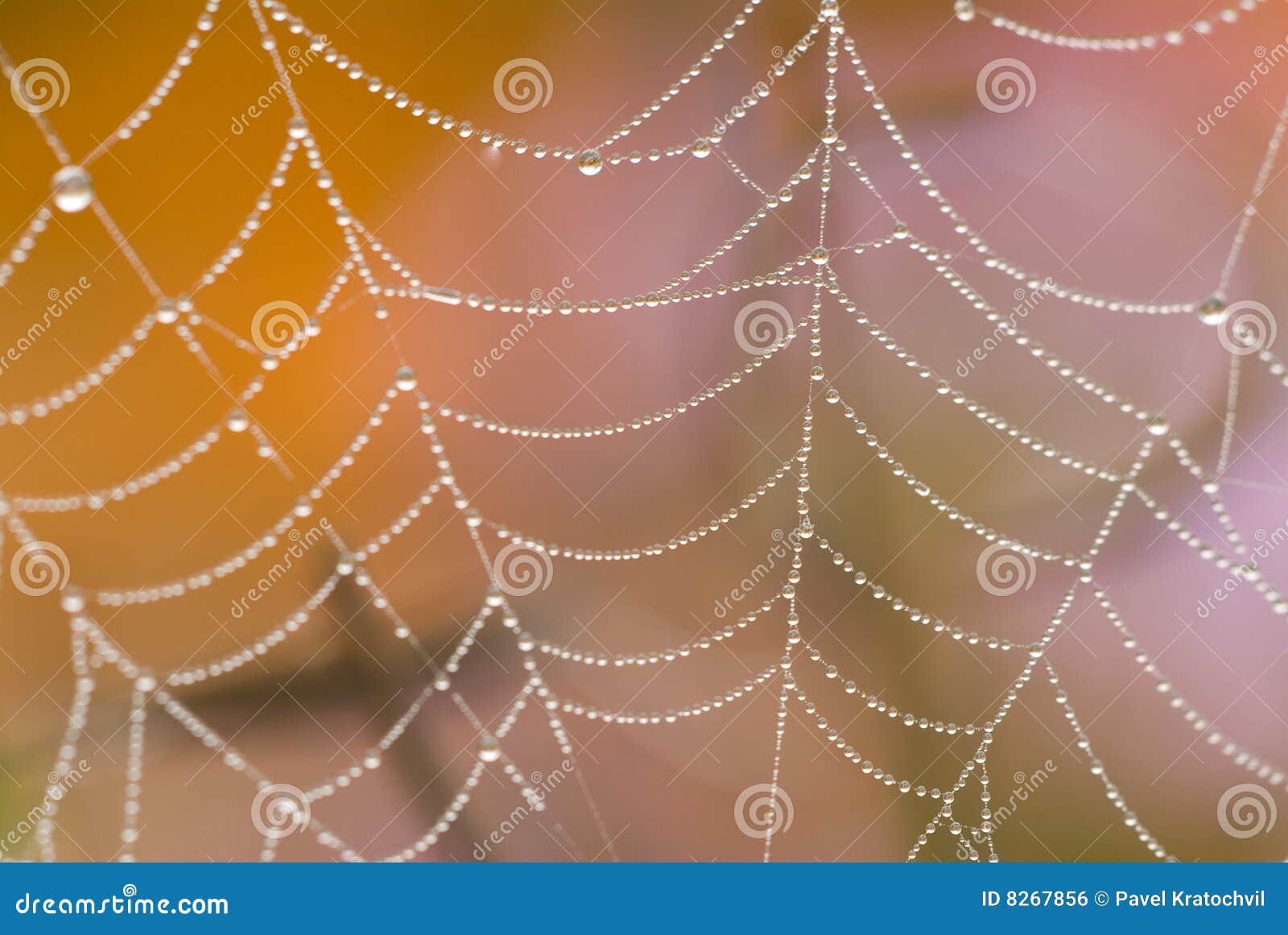 Spider net stock photo. Image of pearl, spider, beads - 8267856