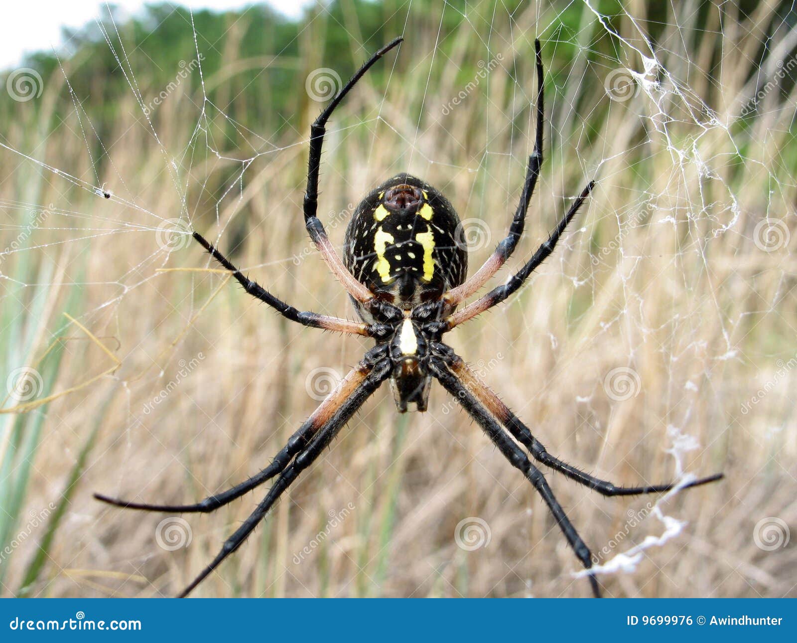 Spider in net stock photo. Image of insects, spider, animals - 9699976