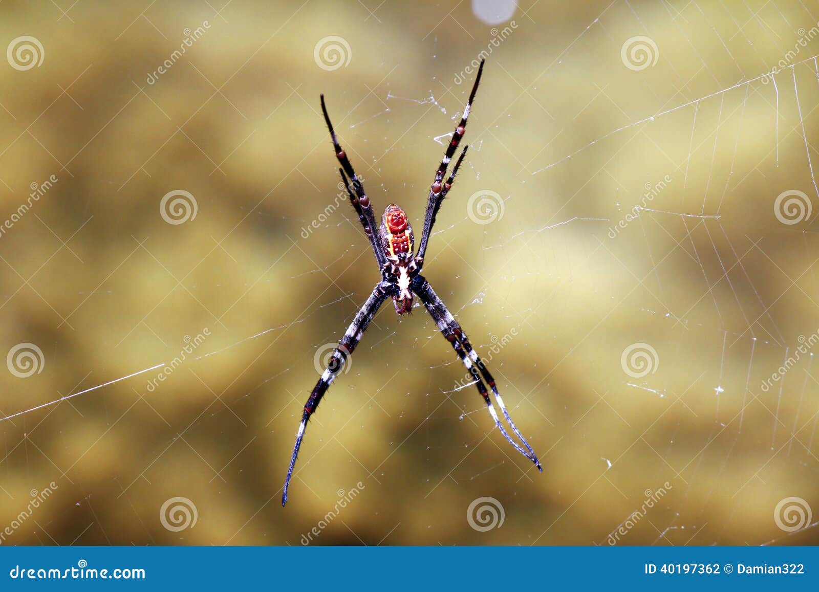 Spider on net stock photo. Image of royalty, wildlife - 40197362