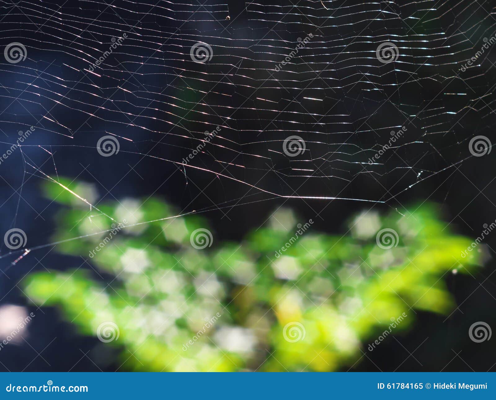 Spider Net and Autumn Leaves Stock Image - Image of background, stream ...