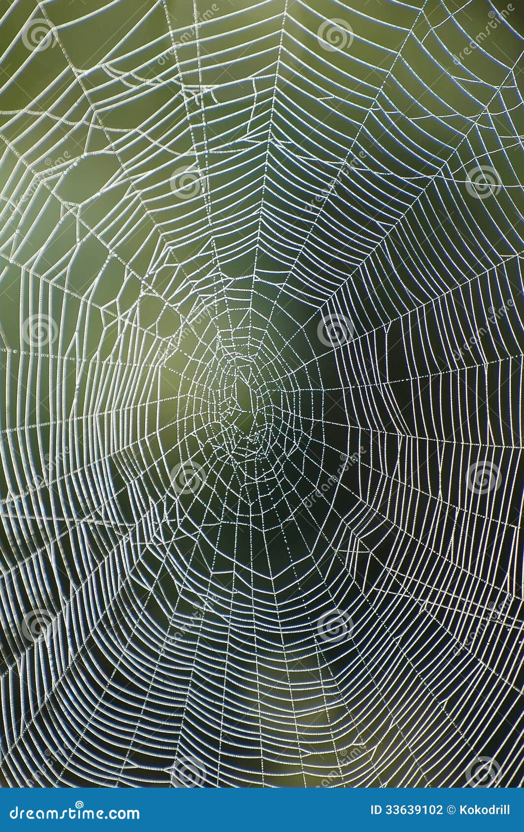 Spider net stock photo. Image of mist, necklace, nature - 33639102