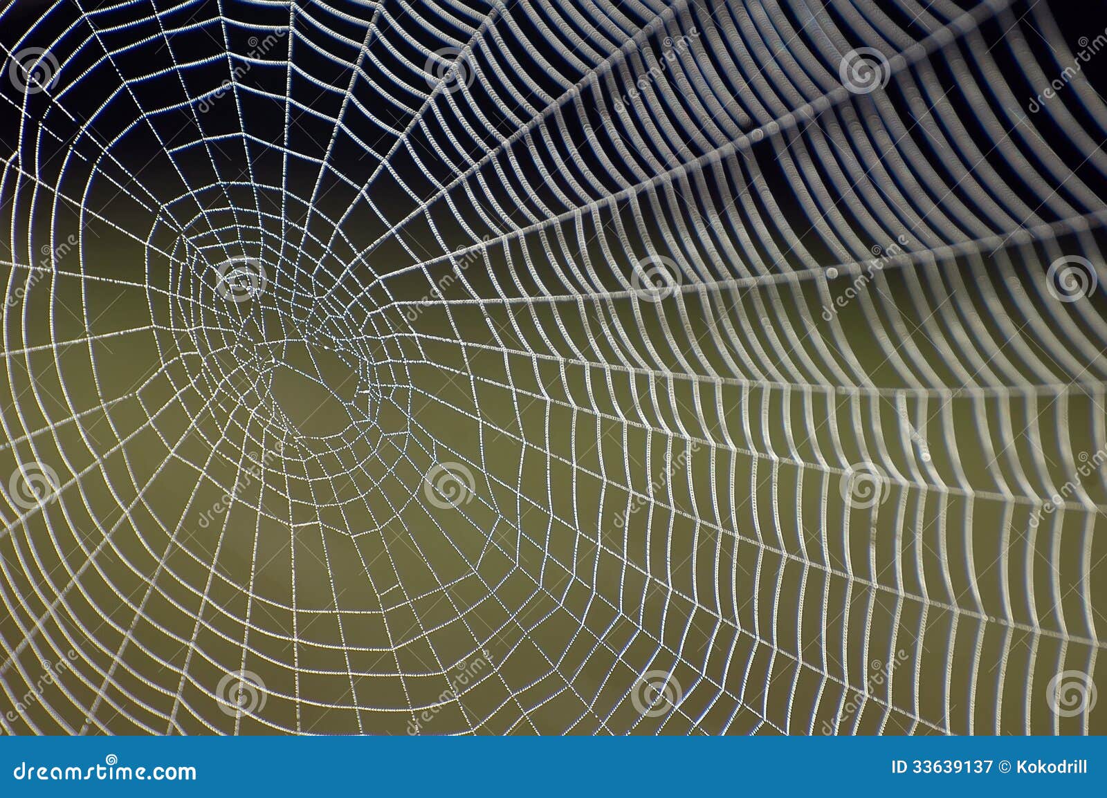 Spider net stock image. Image of nature, pattern, jeweler - 33639137