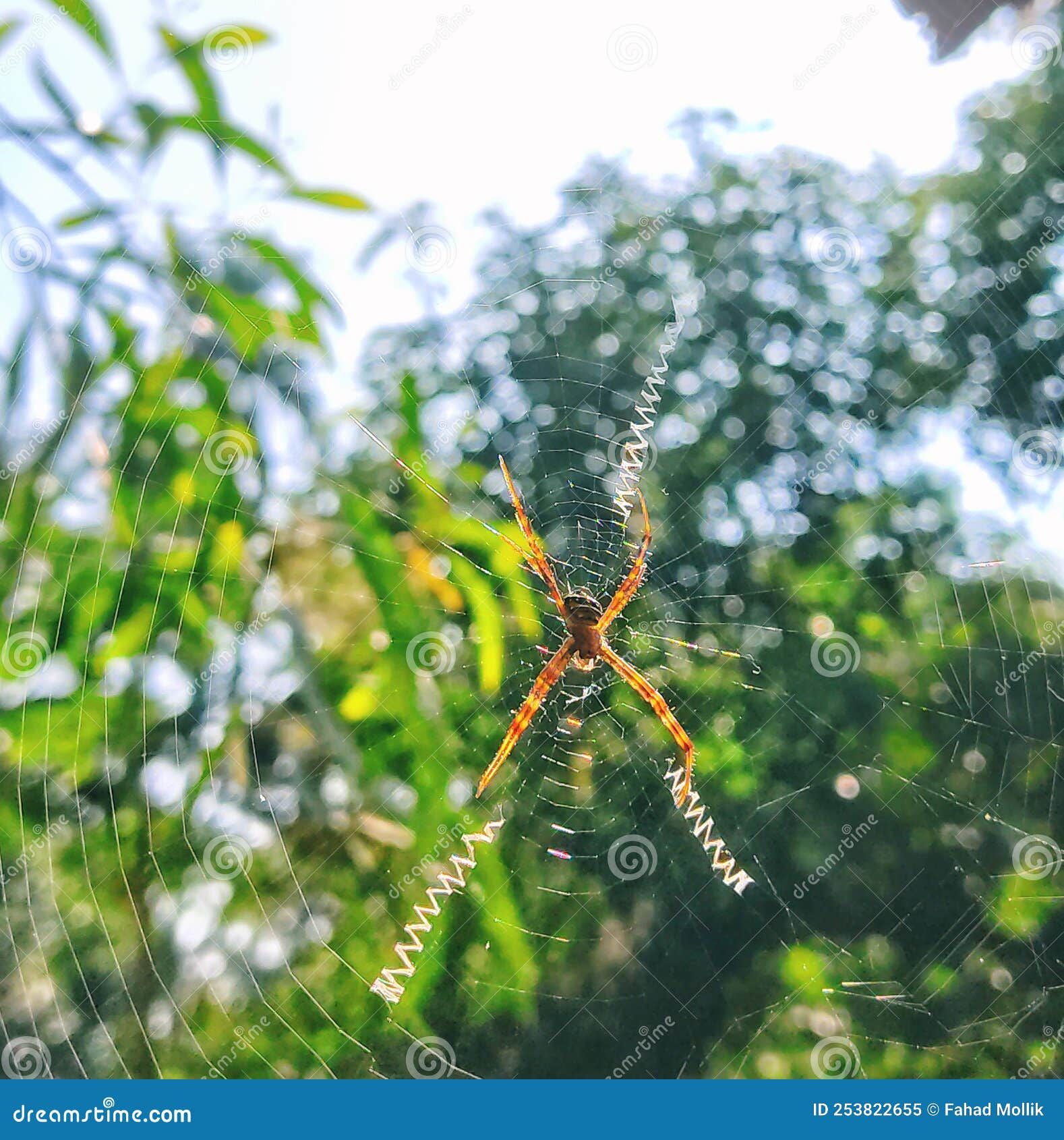 Spider net closeup stock image. Image of leaf, wildlife - 253822655