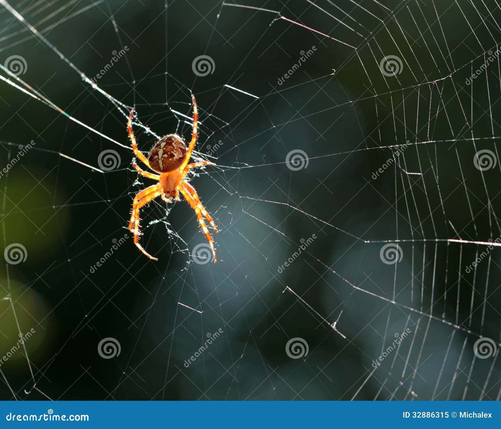 Spider in the net stock image. Image of light, garden - 32886315