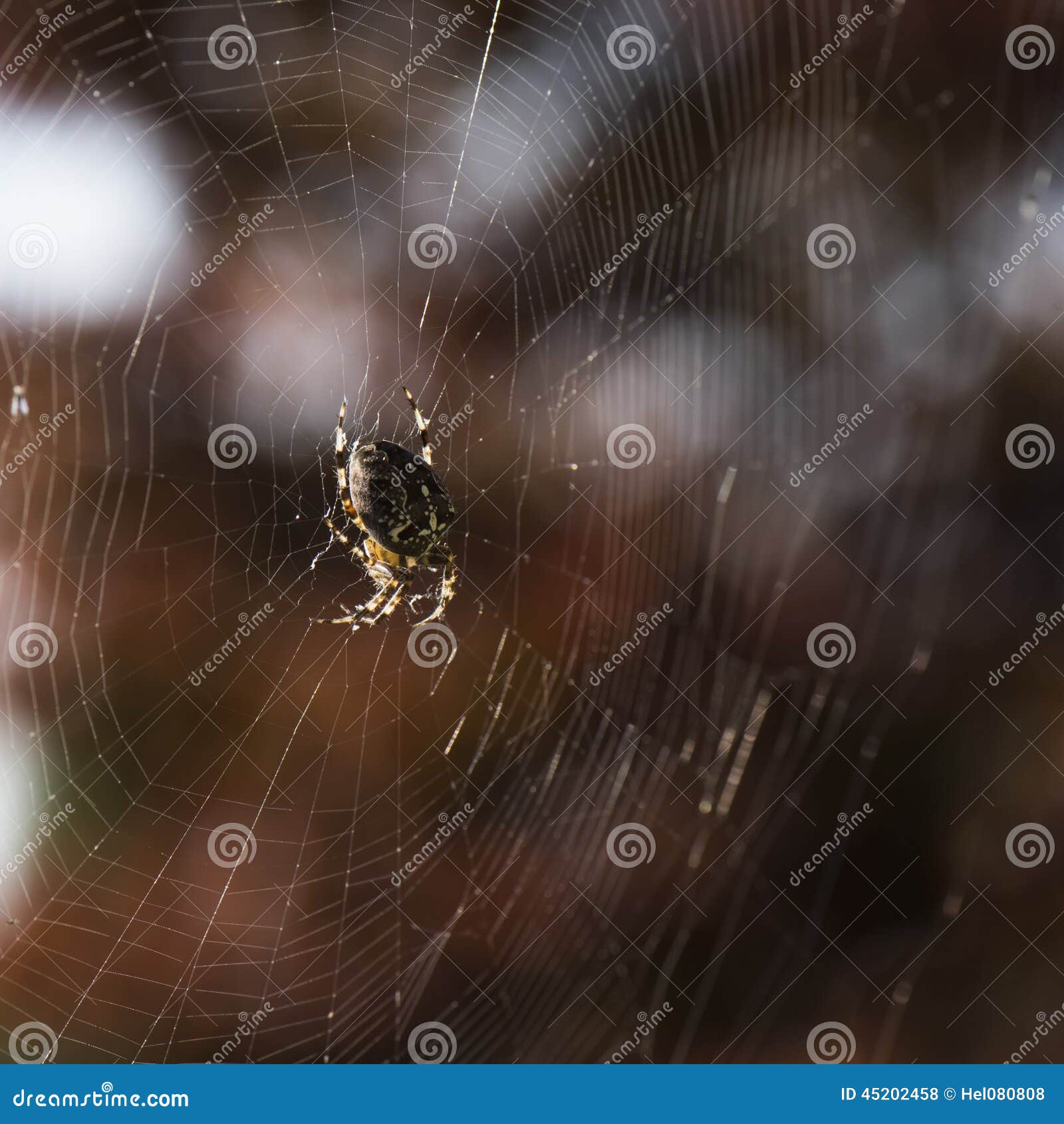 Spider in Net stock photo. Image of string, spider, back - 45202458