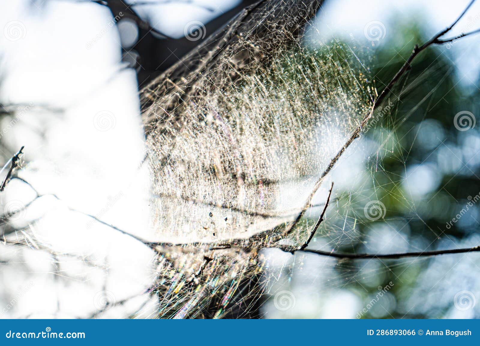 Spider net in the forest stock photo. Image of nature - 286893066
