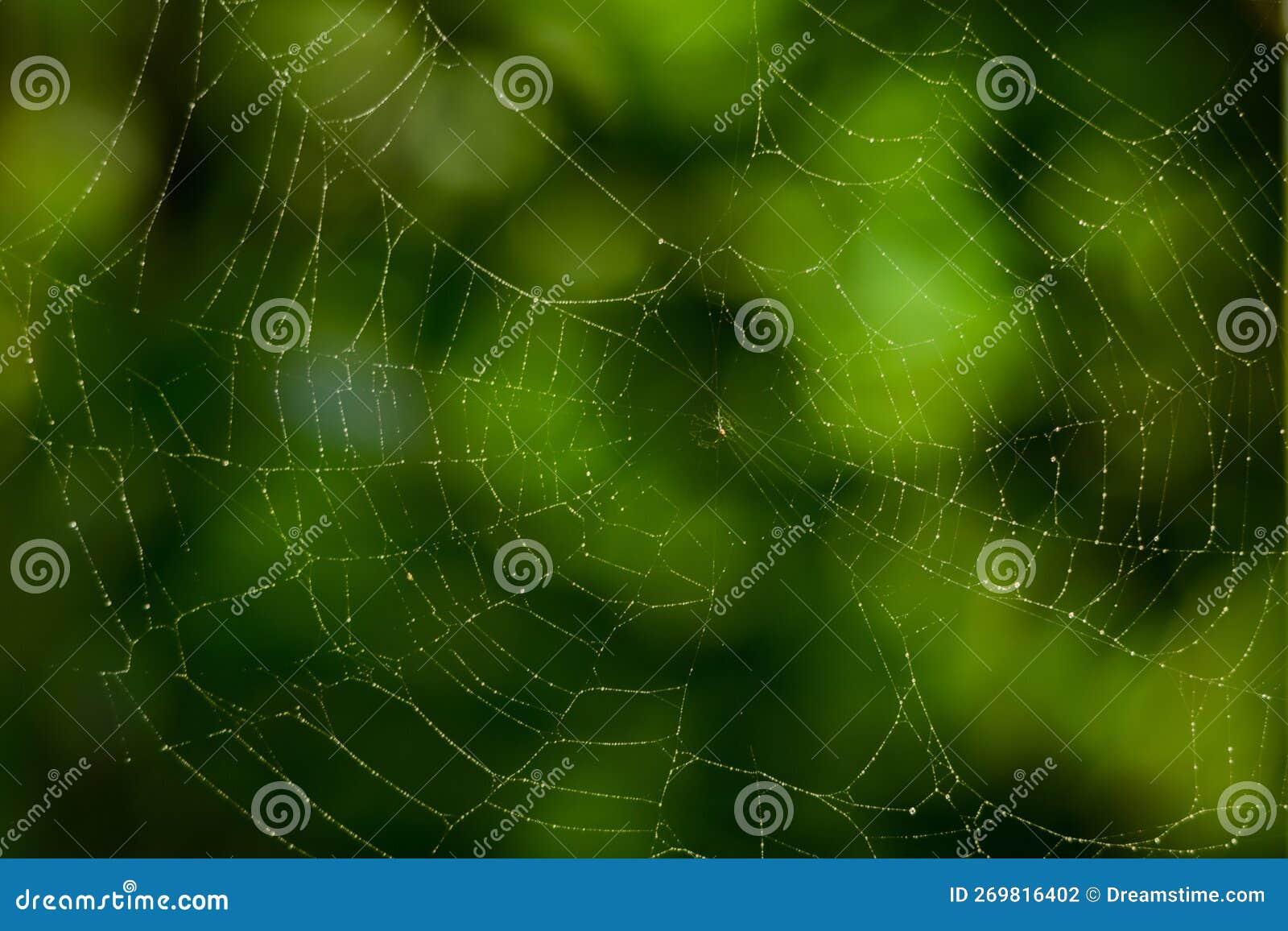 Spider net image stock photo. Image of vector, horror - 269816402