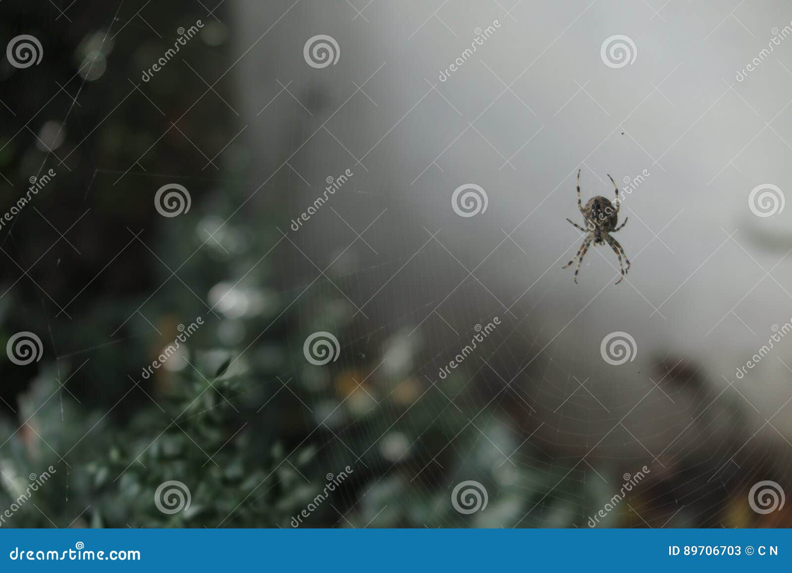 SPIDER on NET stock image. Image of arachnid, moisture - 89706703