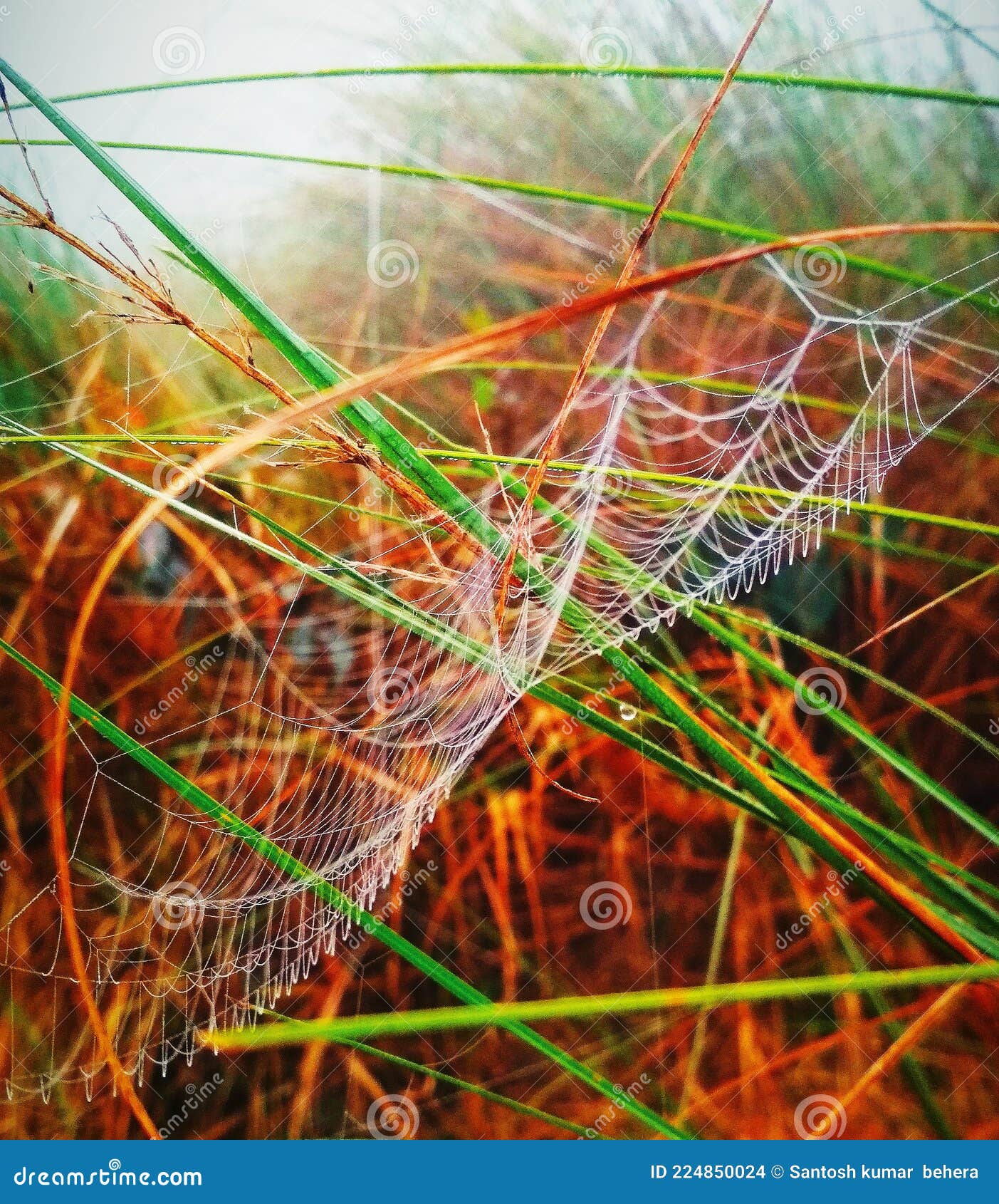 Spider net pic stock photo. Image of spider, beautiful - 224850024