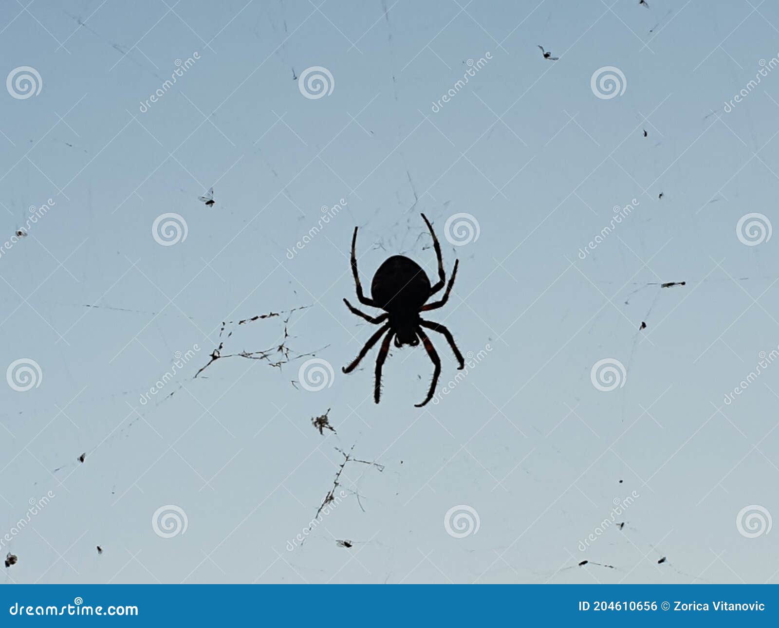 Spider on net stock photo. Image of line, animal, symmetry - 204610656
