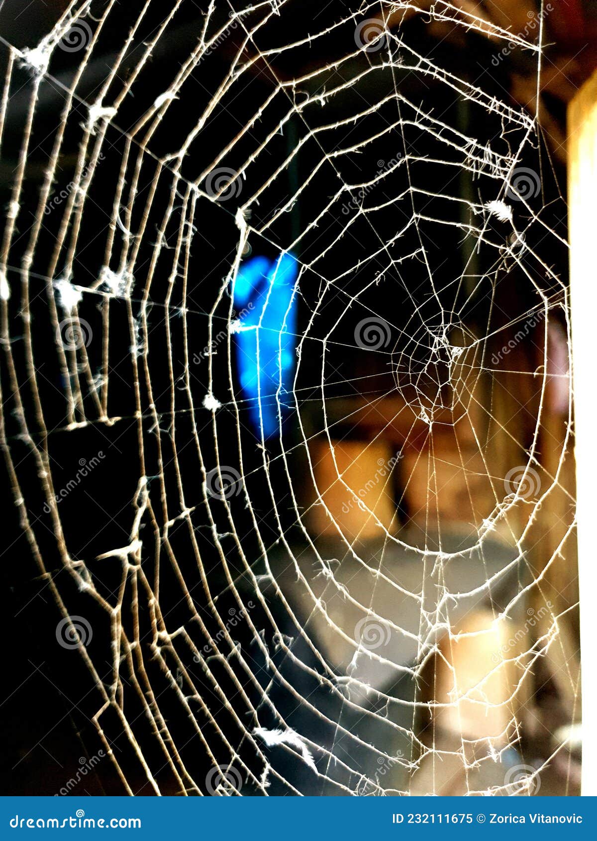 Spider net stock image. Image of invertebrate, line - 232111675