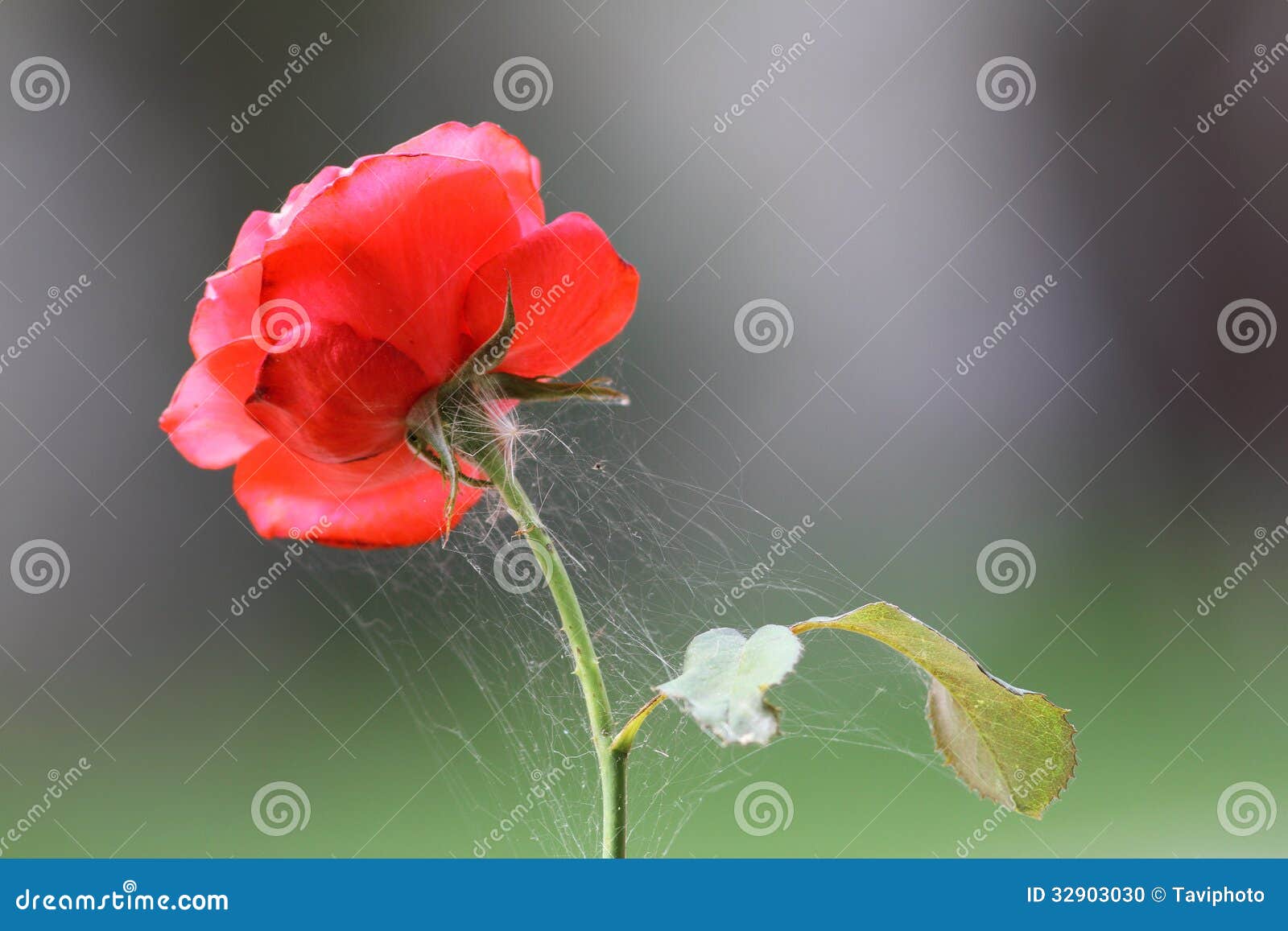 Spider net on red rose stock photo. Image of leaves, metaphor - 32903030