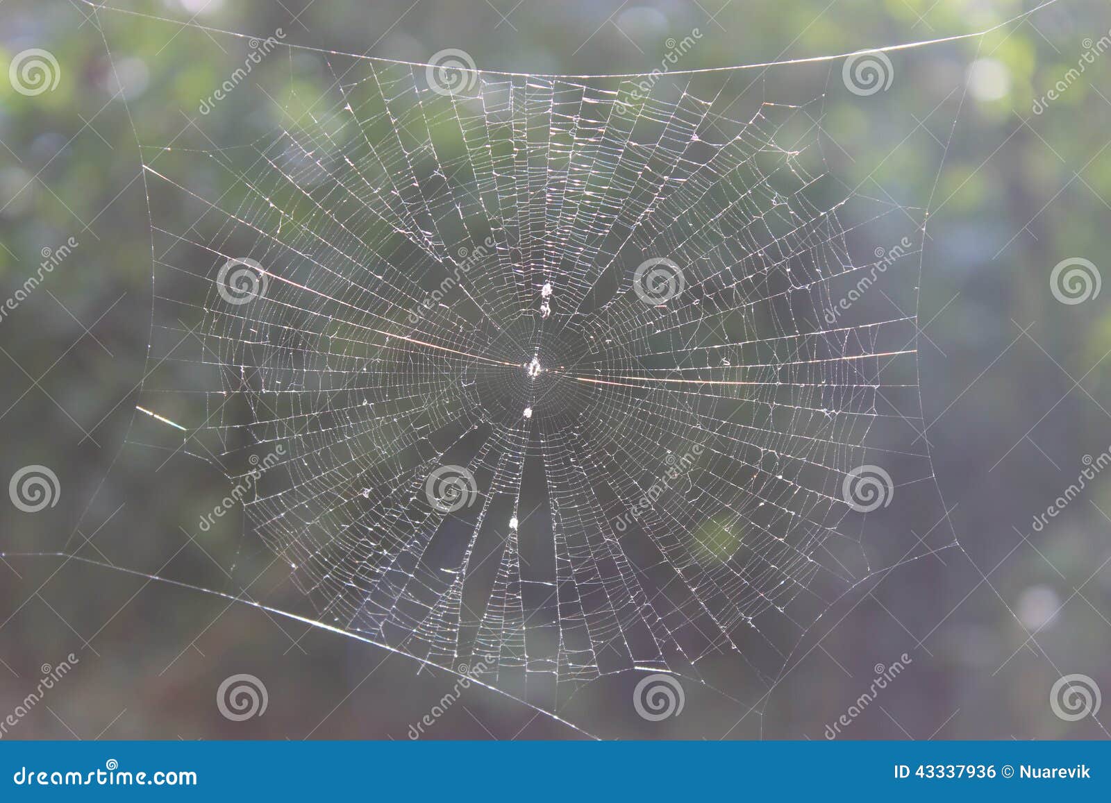 Spider net stock photo. Image of texture, shining, macro - 43337936