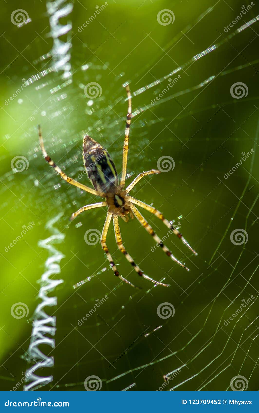 Spider and net stock photo. Image of plants, forest - 123709452