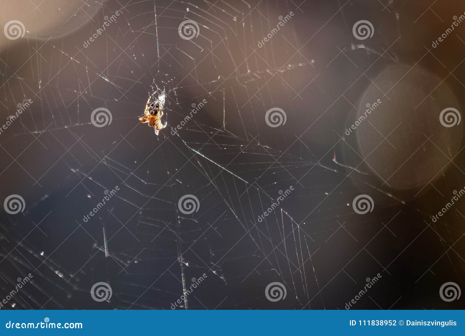 Spider on the net. stock photo. Image of closeup, macro - 111838952