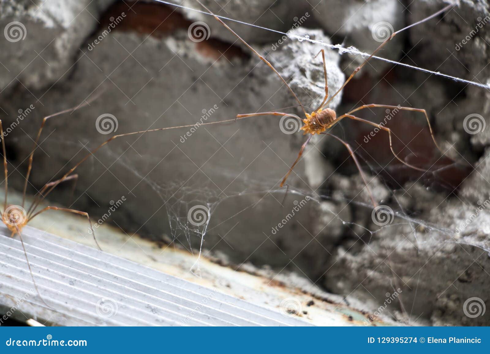 Spider on net stock photo. Image of spiders, house, concrete - 129395274