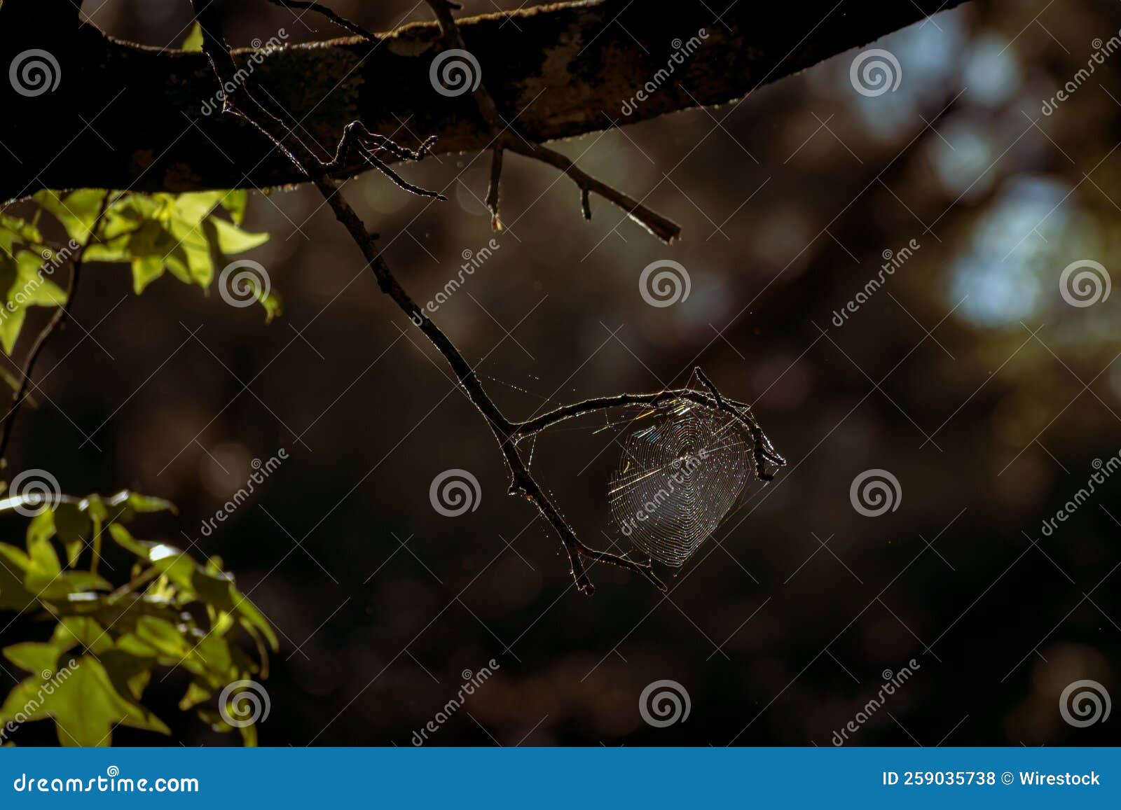 Spider net on a tree stock photo. Image of spider, habitat - 259035738