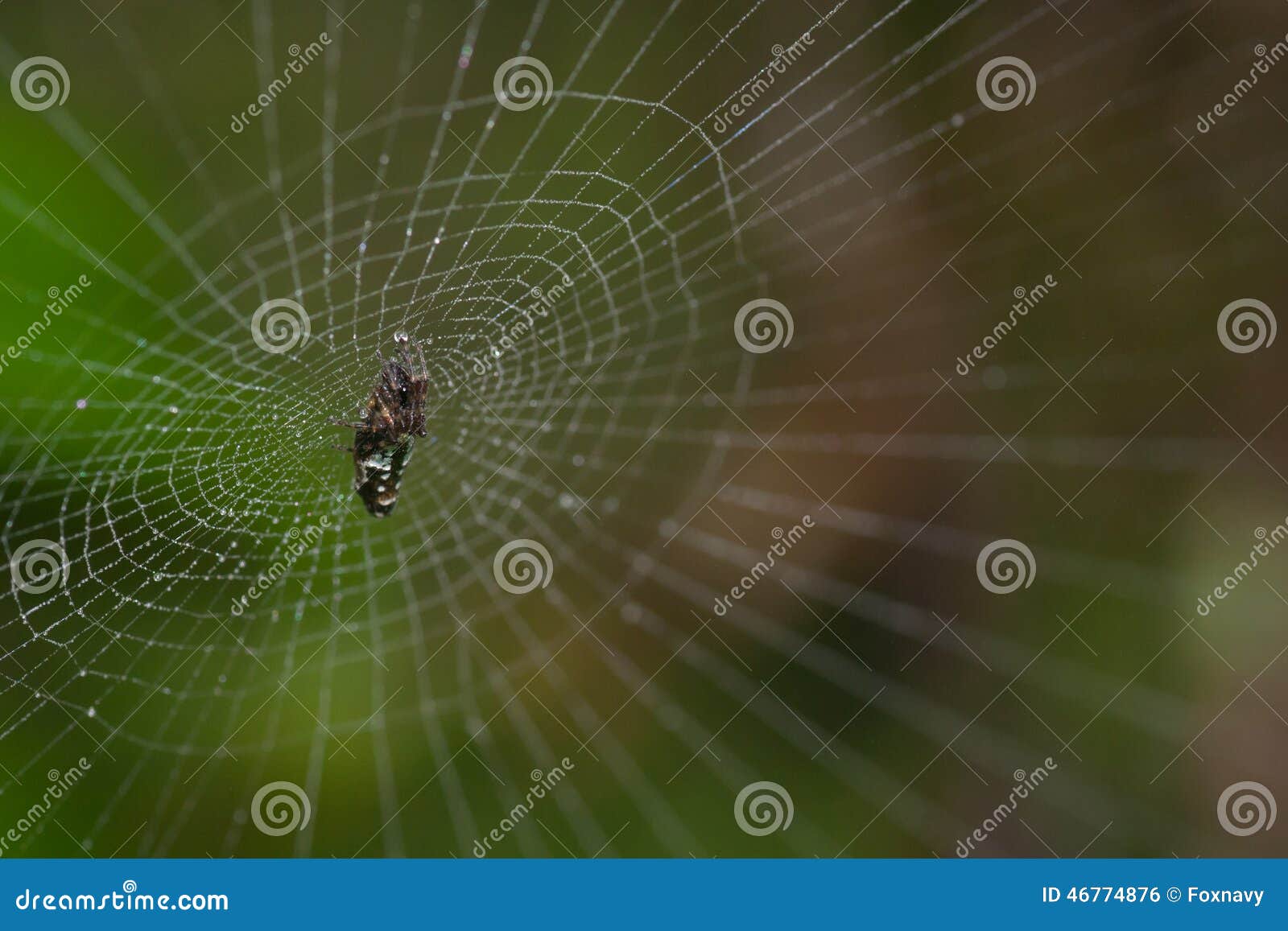 Spider net stock photo. Image of arachnophobia, dangerous - 46774876
