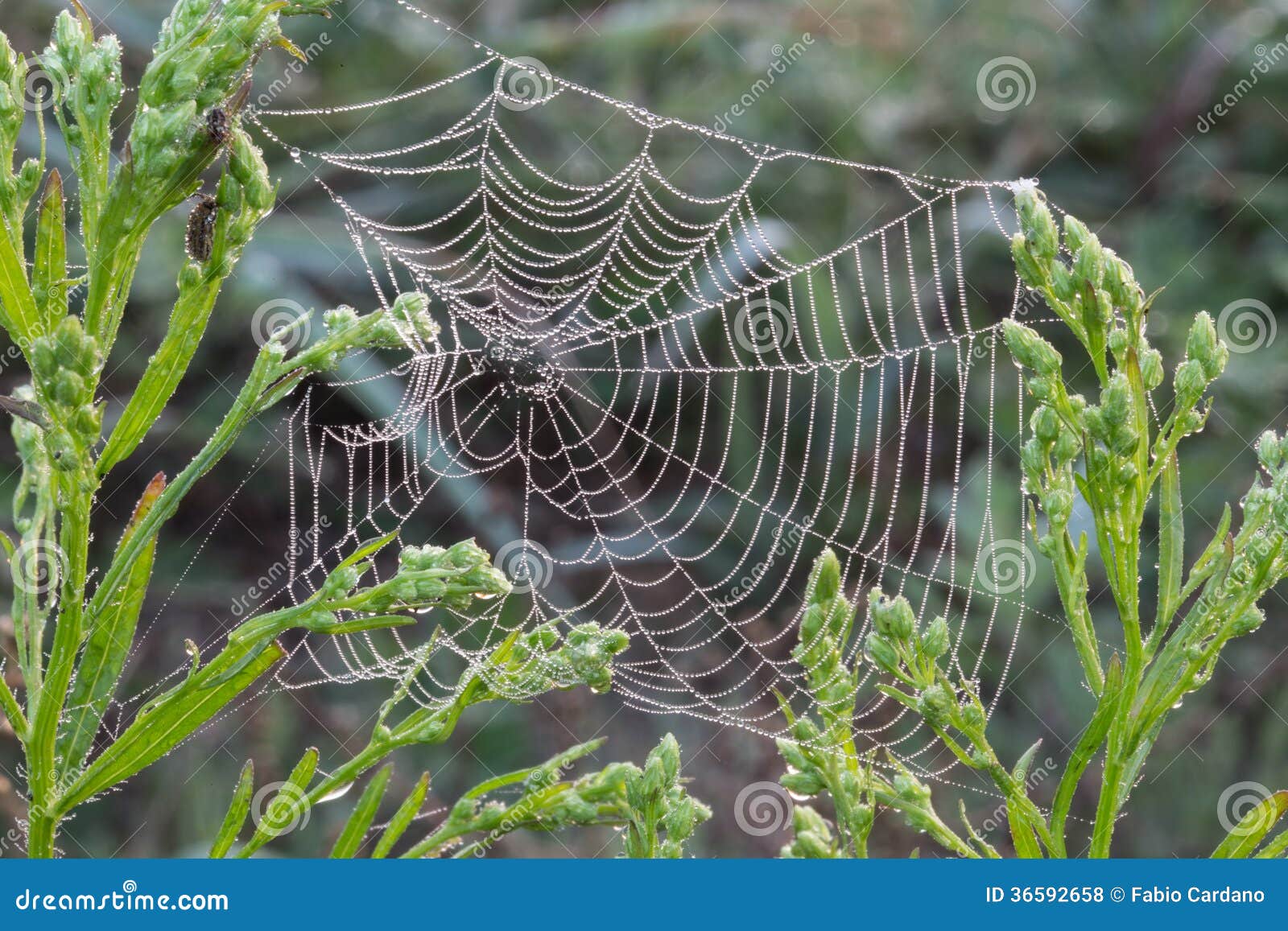 Spider net stock photo. Image of drops, spider, macro - 36592658