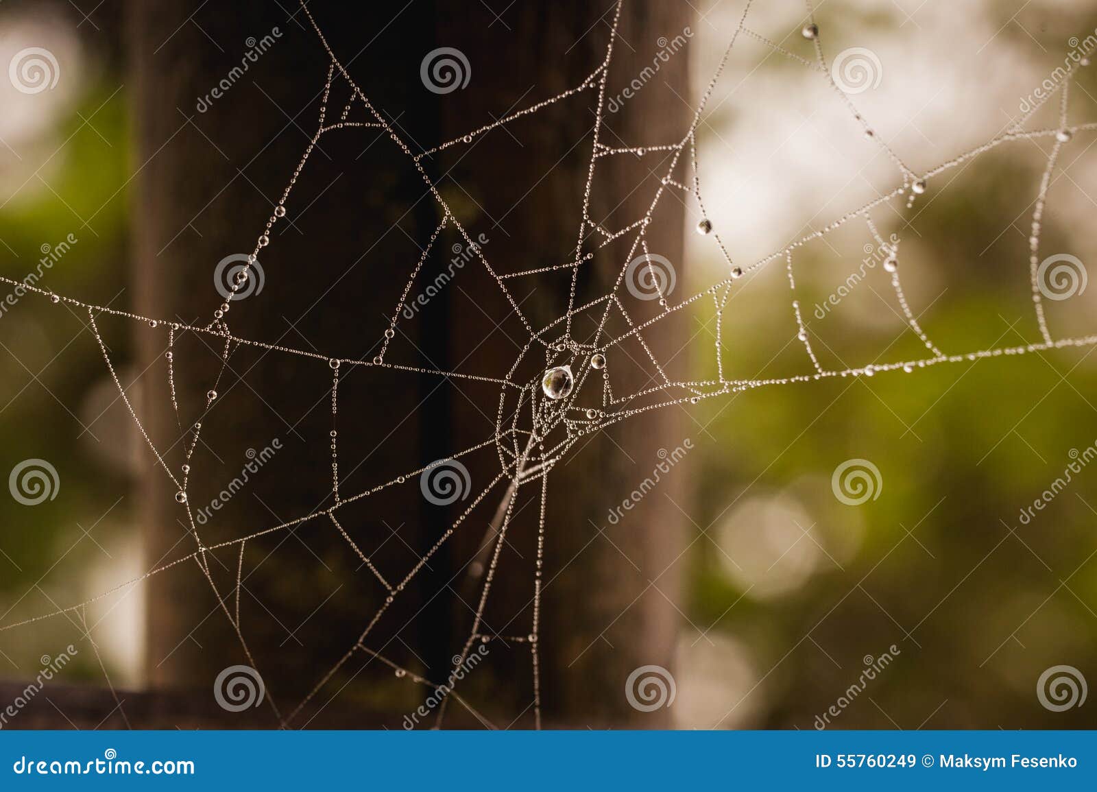 Spider Net with Water Drops Stock Image - Image of cobweb, natural ...