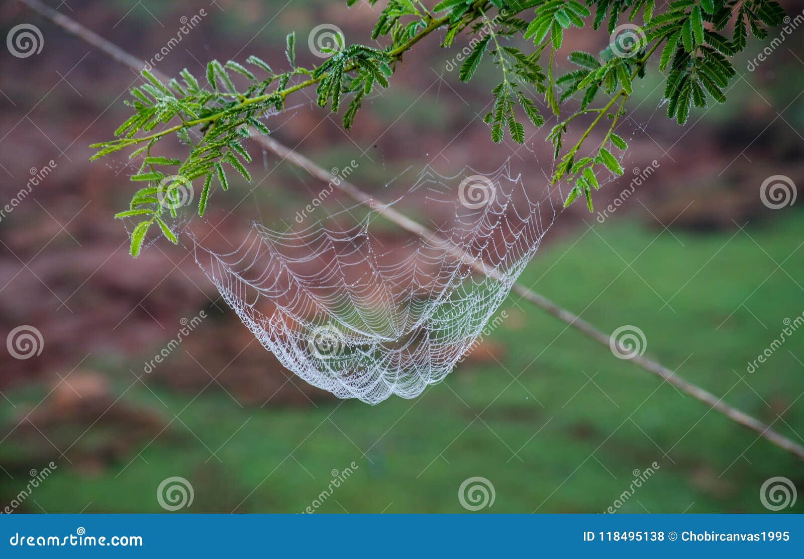 Spider Net with Water Drops Stock Photo - Image of beautiful, green ...