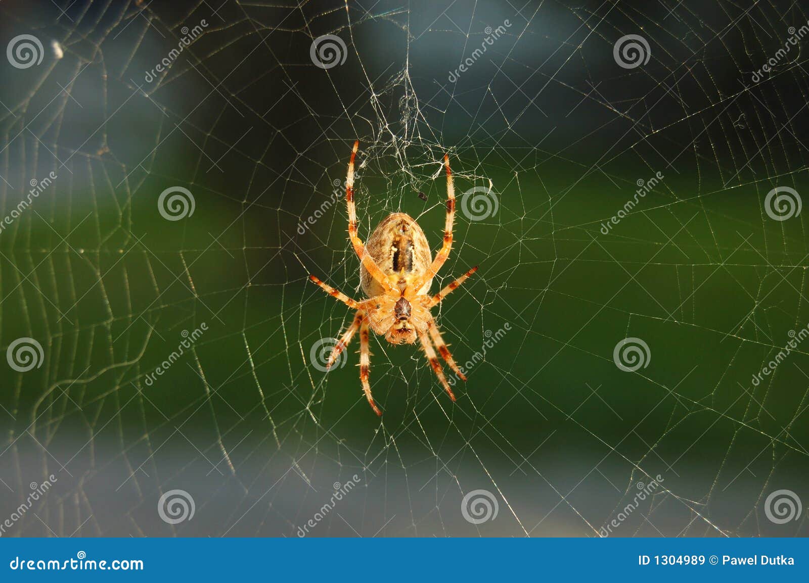 Spider net web stock image. Image of sleep, waiting, sting - 1304989