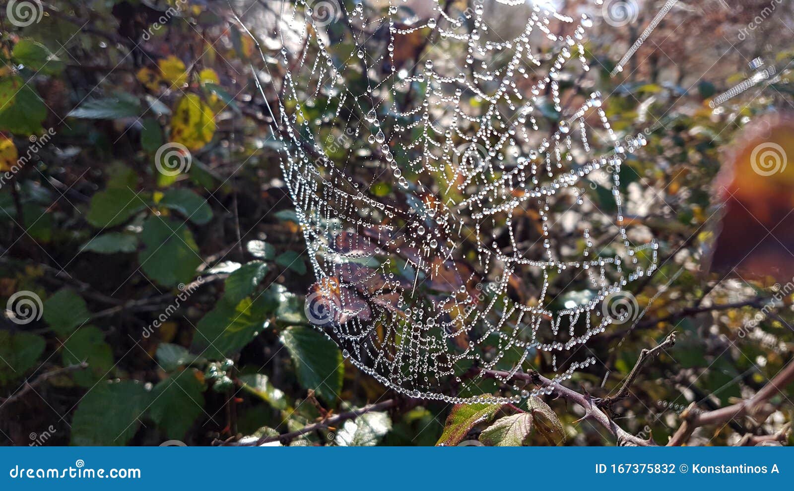 Spider Net Web for Background Stock Photo - Image of cobweb, leaf ...