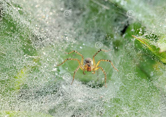 Spider on nets stock image. Image of nature, closeup - 26783431