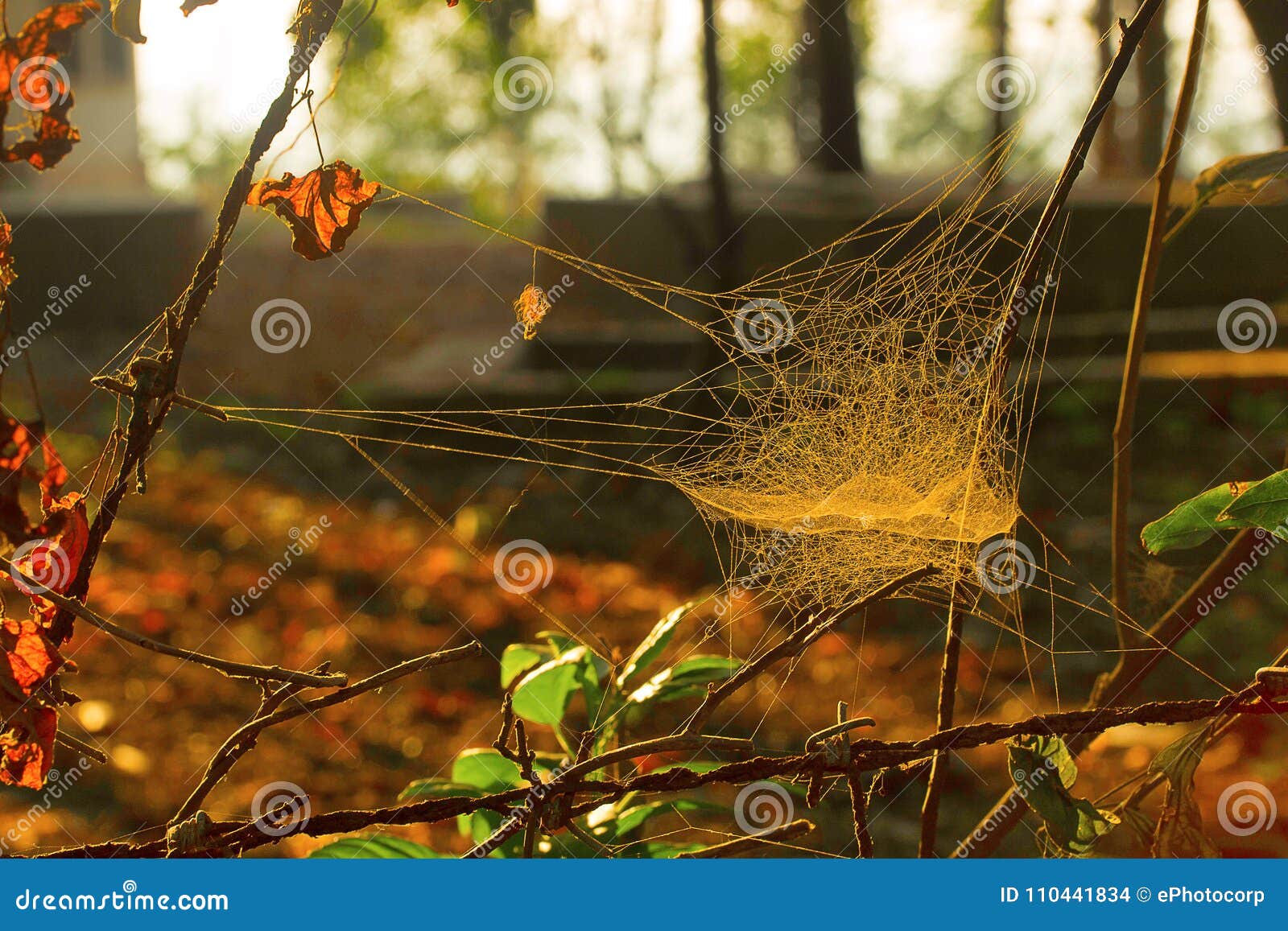 Spider Nets Royalty-Free Stock Photography | CartoonDealer.com #144411077