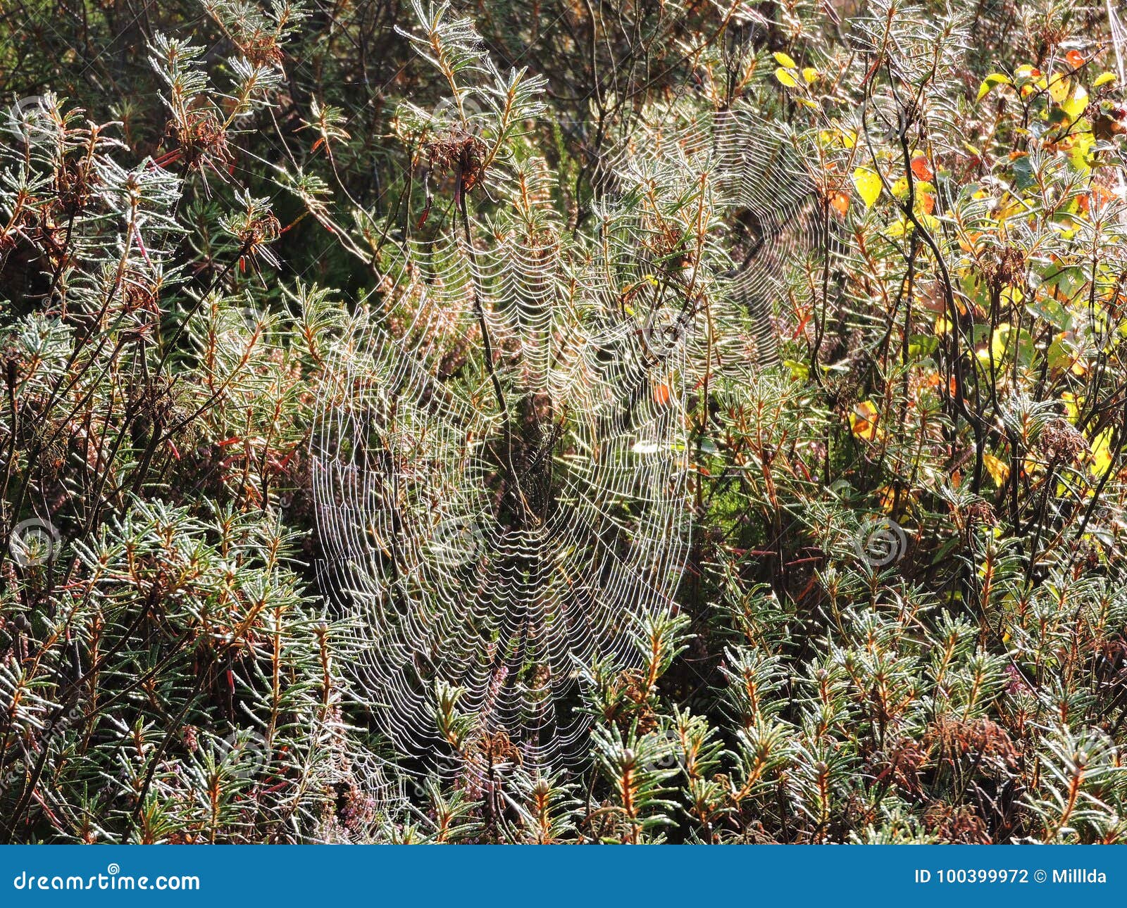 Spider Nets Royalty-Free Stock Photography | CartoonDealer.com #144411077