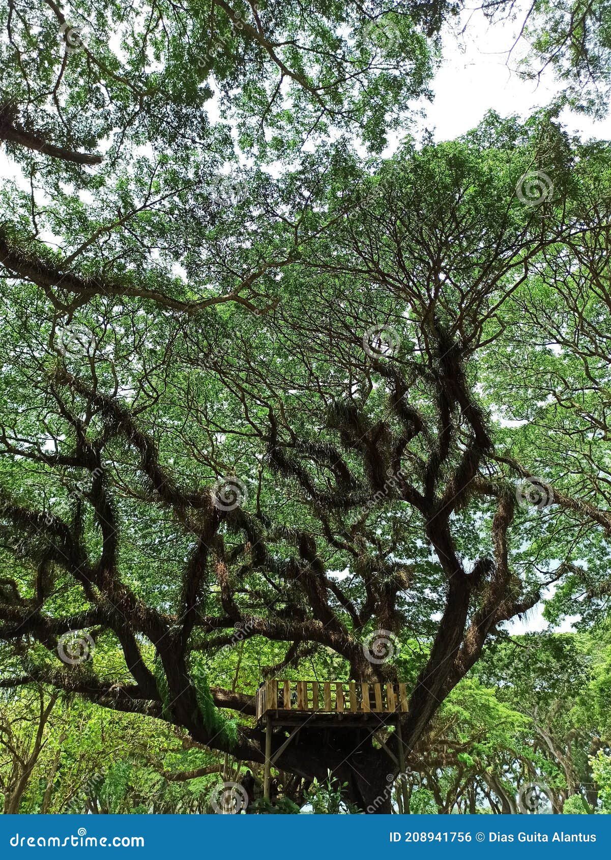 Spider Nets Tree stock photo. Image of jungle, nets - 208941756