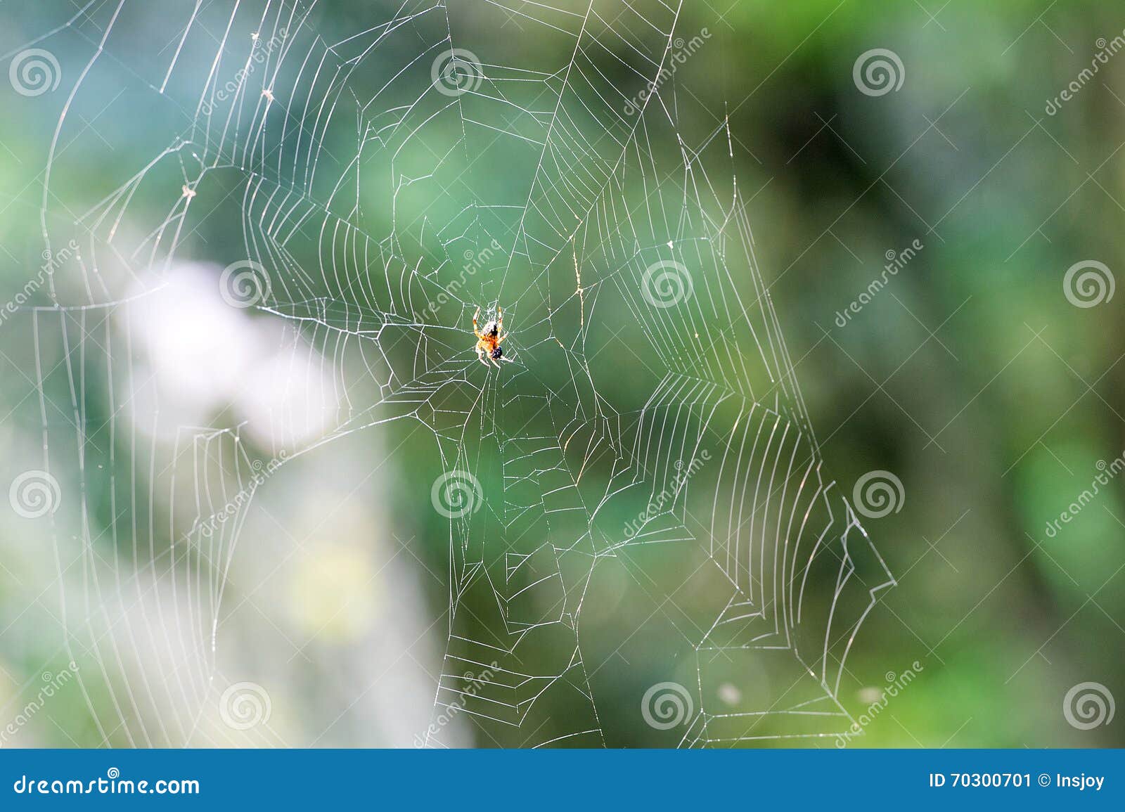 Spider is netting stock image. Image of wildlife, water - 70300701