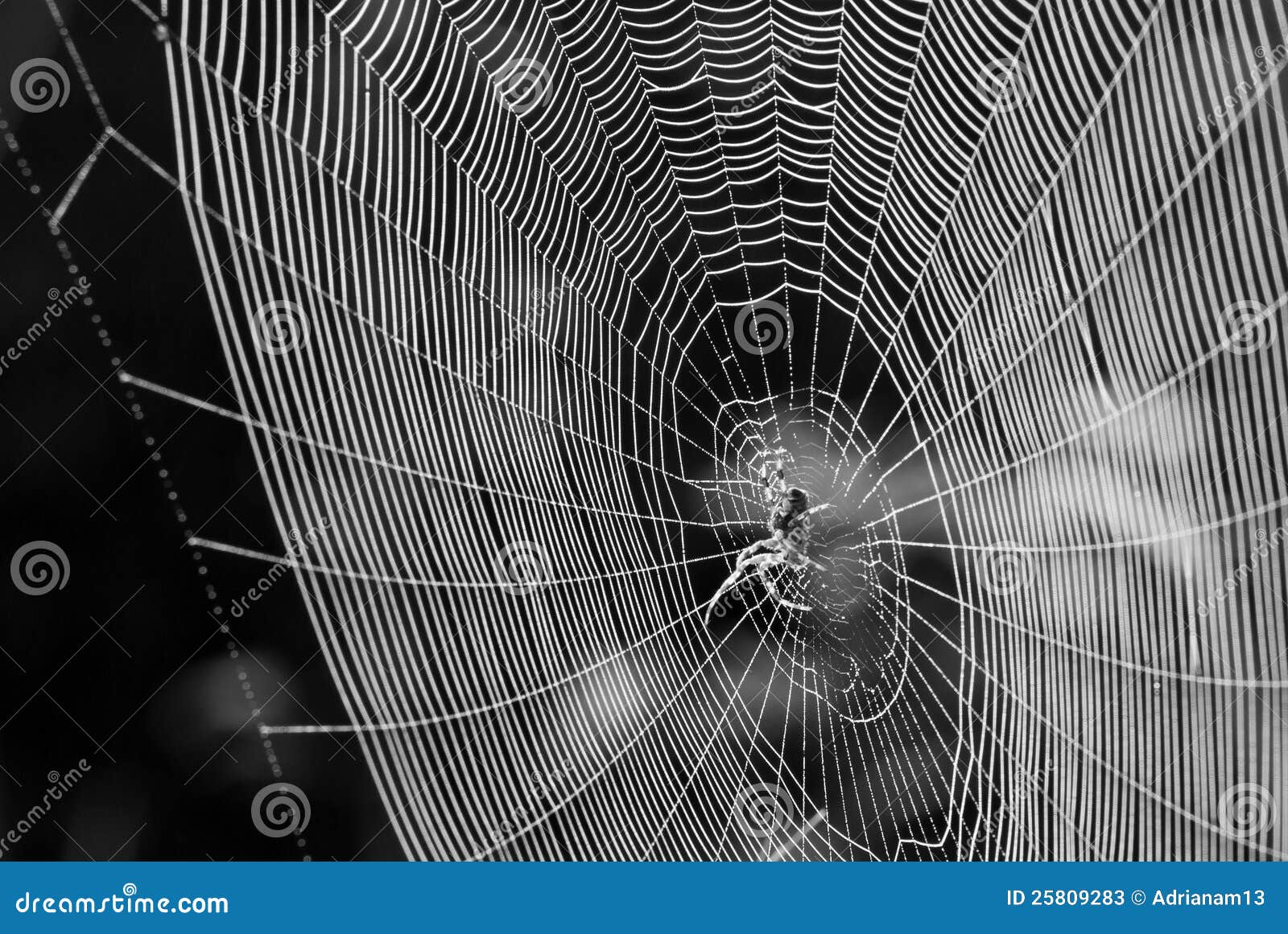 Spider network stock image. Image of creepy, nature, ornate - 25809283