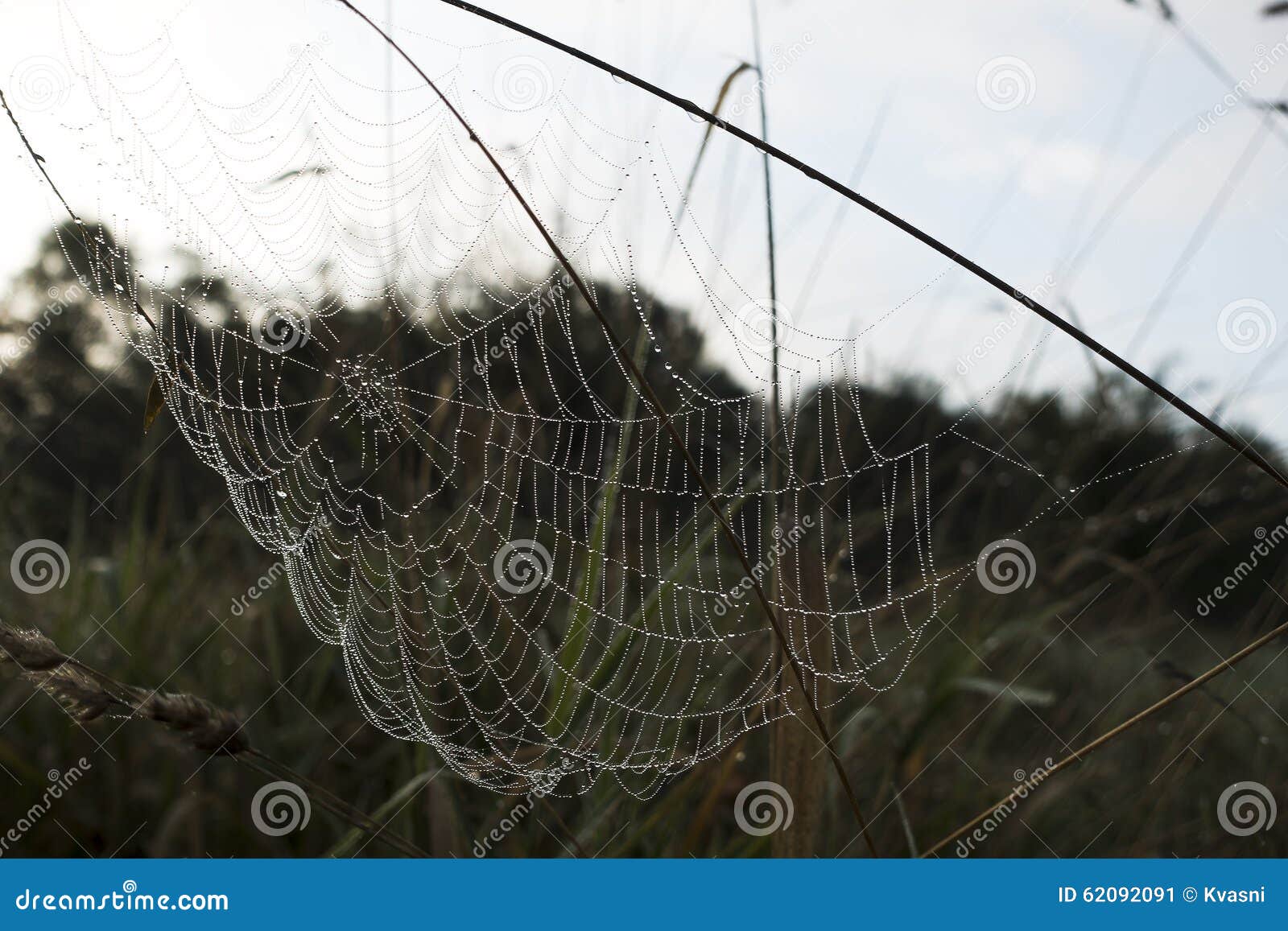 The spider network stock image. Image of meadows, outdoor - 62092091