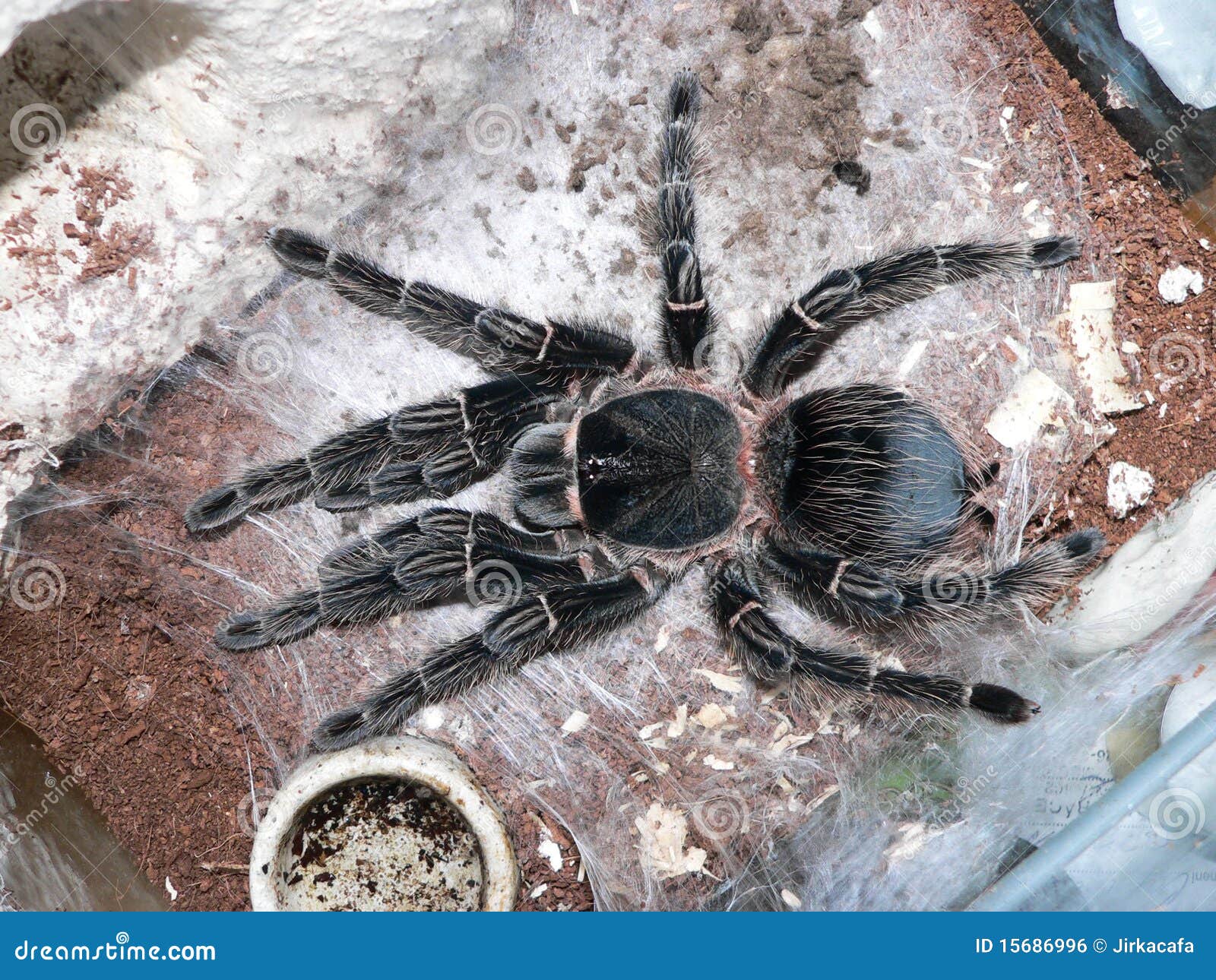 Spider new skin stock photo. Image of aminals, wildlife - 15686996