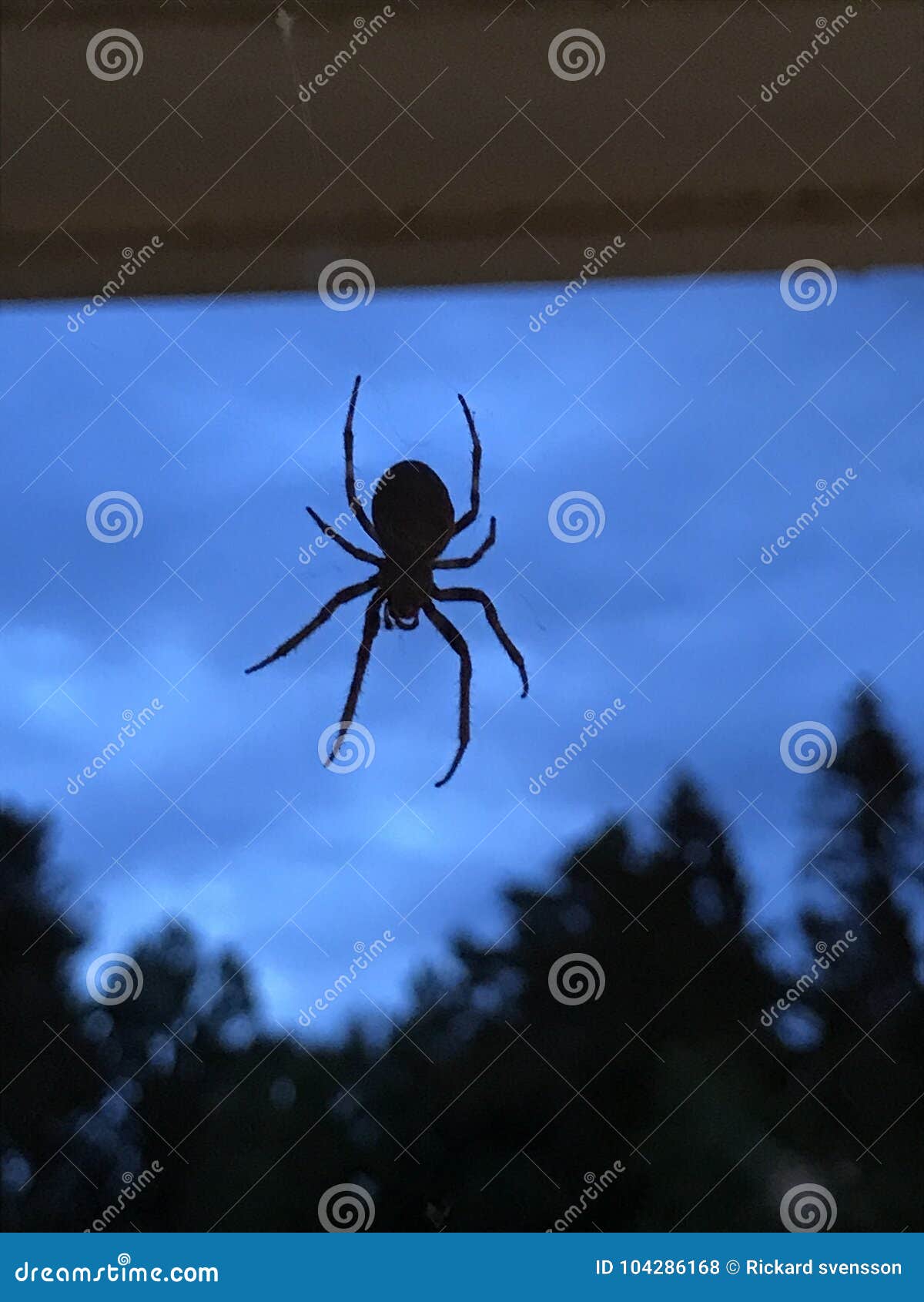 Spider stock photo. Image of dark, insect, hanging, night - 104286168