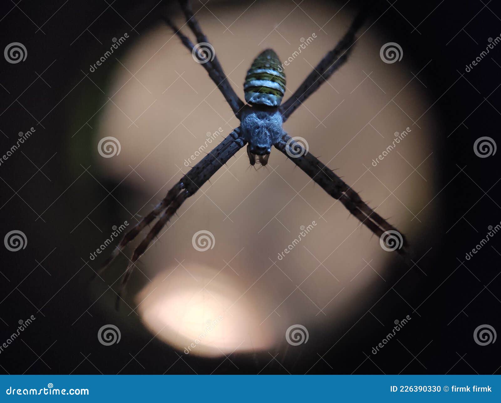 Spider on night stock photo. Image of insect, light - 226390330