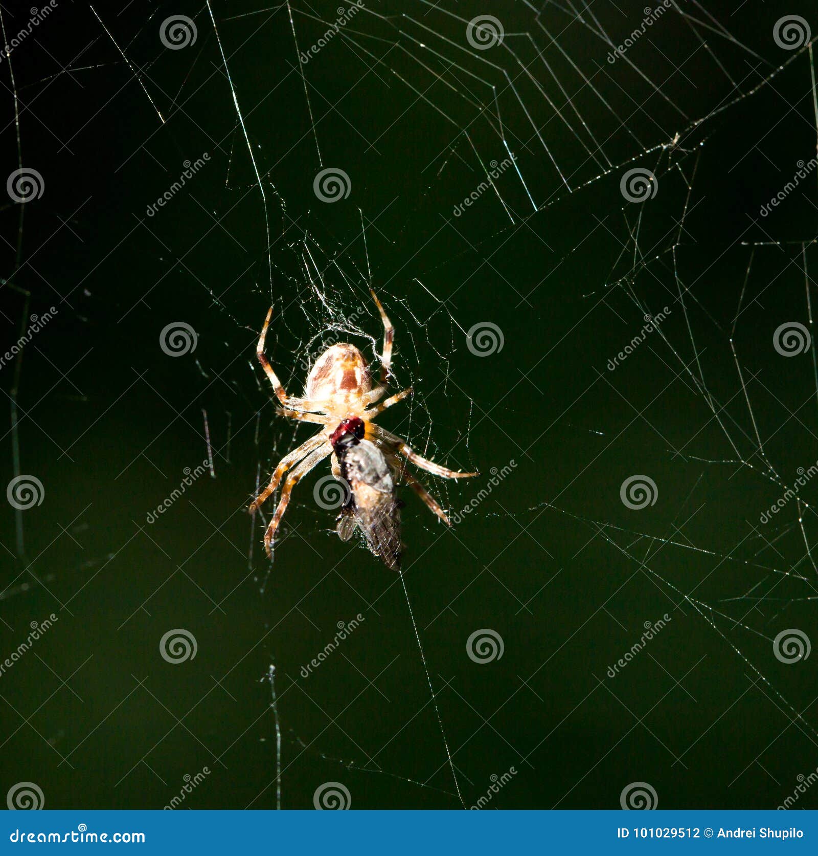 Spider at night. close-up stock photo. Image of decoration - 101029512