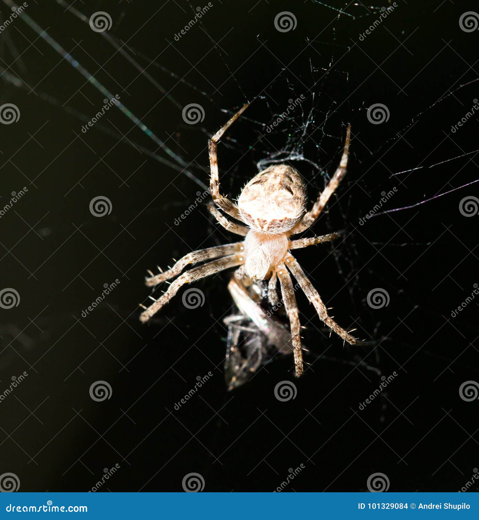 Spider at night. close-up stock photo. Image of spooky - 101329084