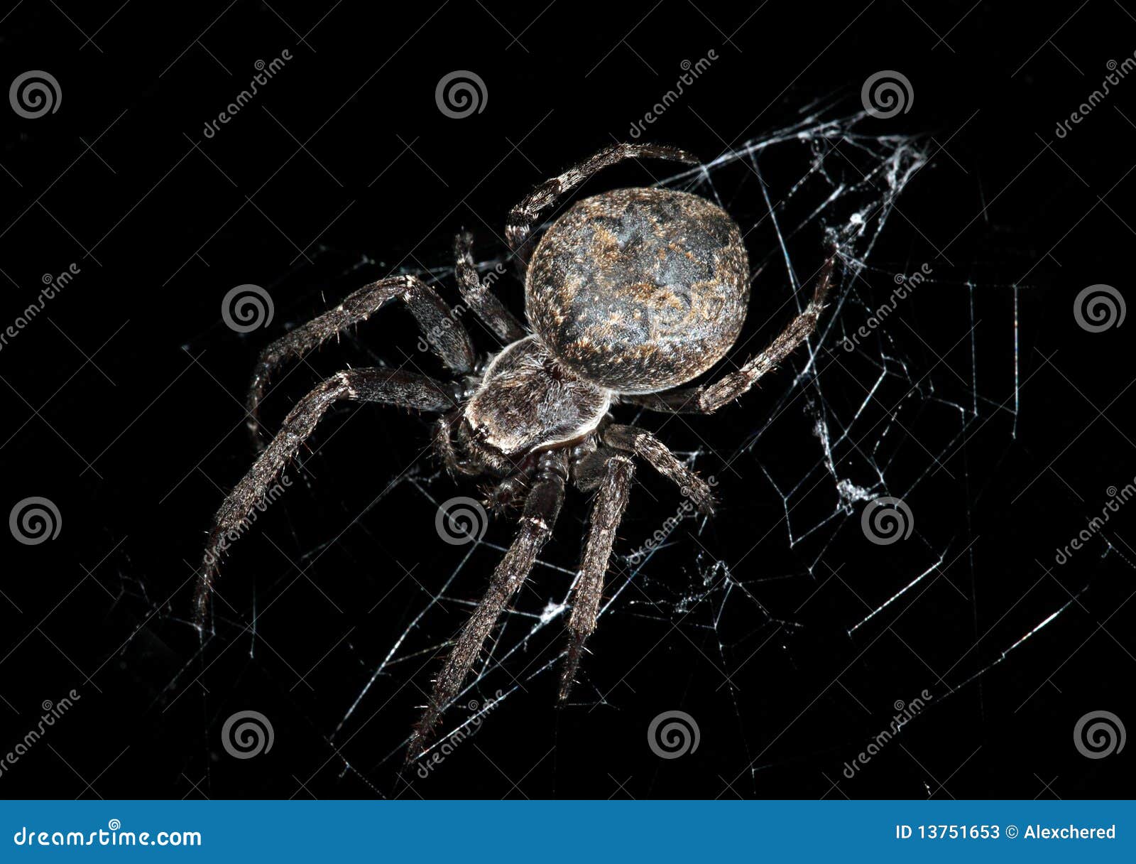Hunting Spider at Night Darkness (Larinioides Ixobolus) Stock Image ...
