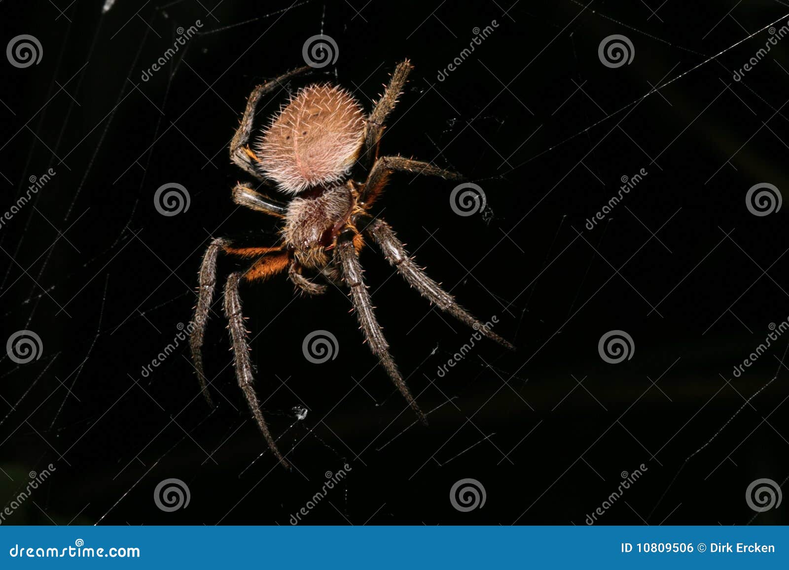 Spider at Night Hairy and Scary Animal Stock Photo - Image of fangs ...
