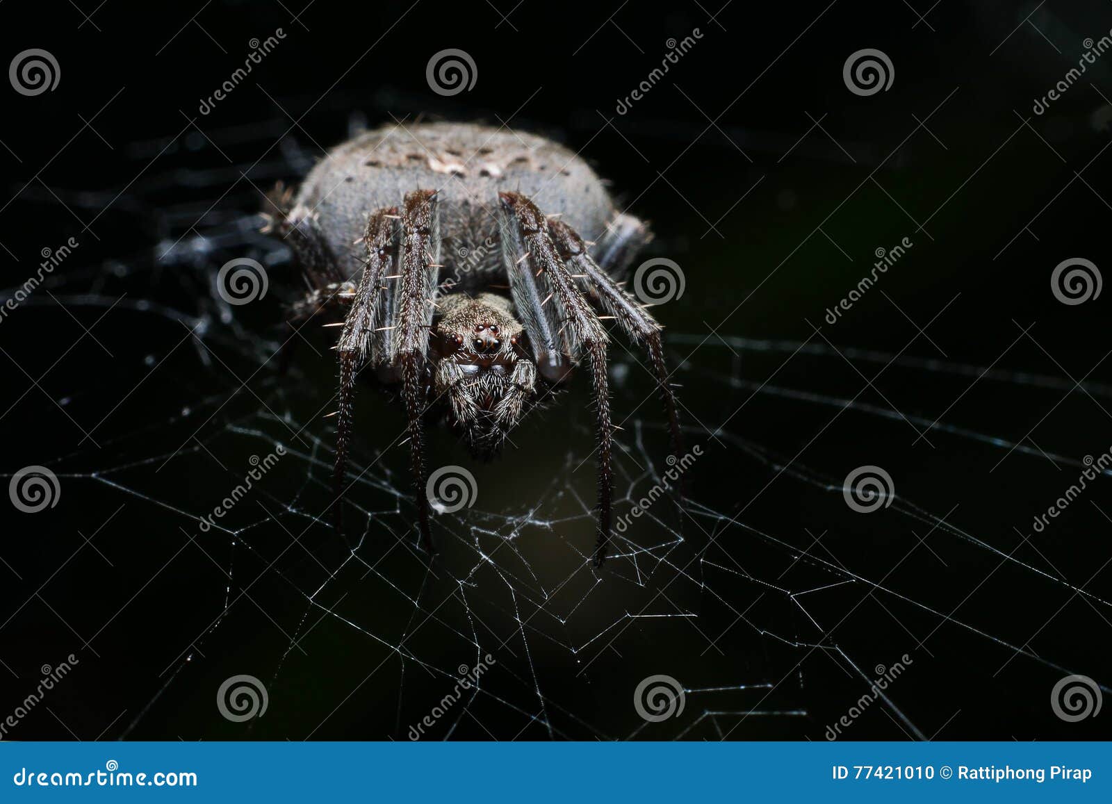 Spider at night stock photo. Image of black, animal, hunter - 77421010