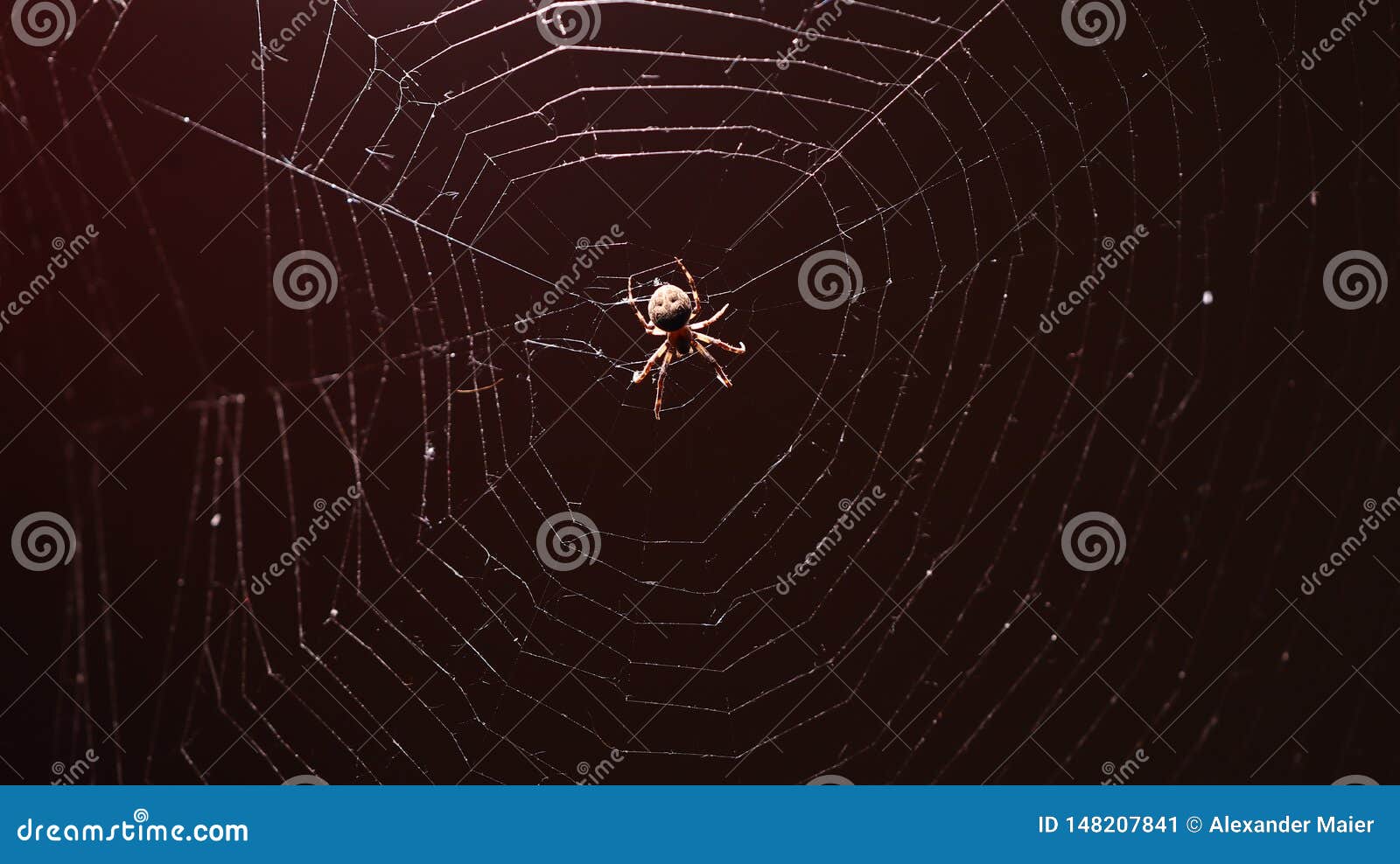 Spider stock image. Image of spidernetz, netz, spider - 148207841