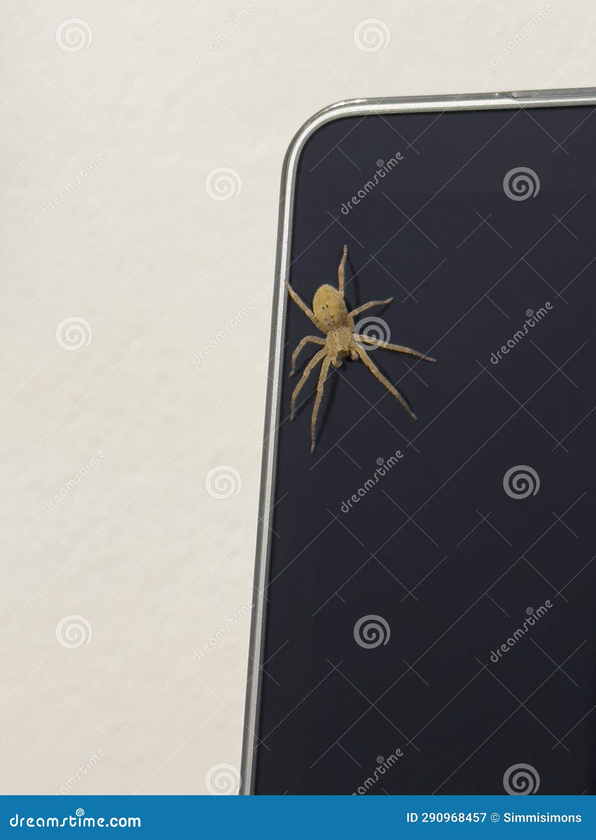 A spider in the office stock image. Image of scary, laptop - 290968457