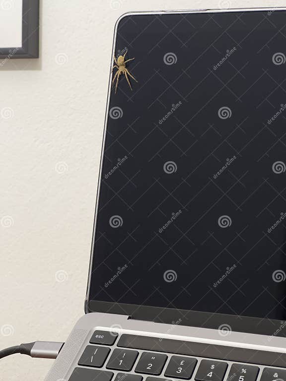A spider in the office stock photo. Image of meeting - 290968482