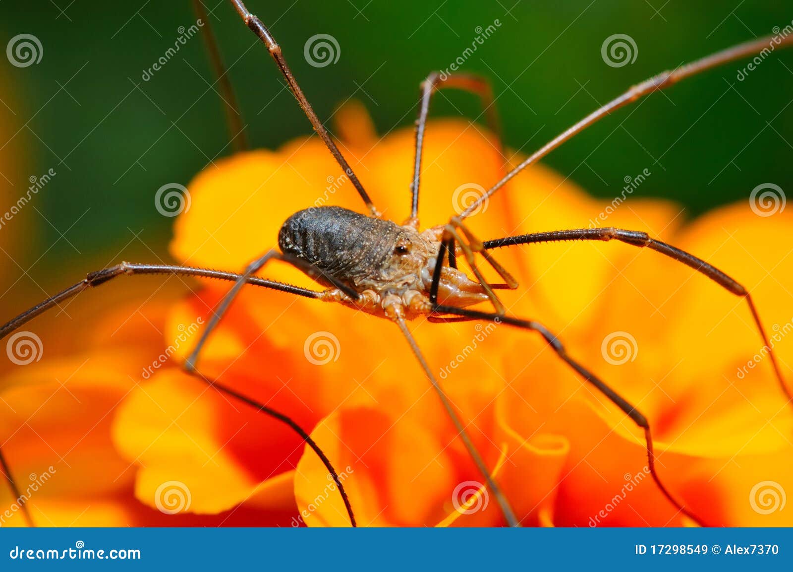 Spider opiliones stock image. Image of nectar, terrible - 17298549