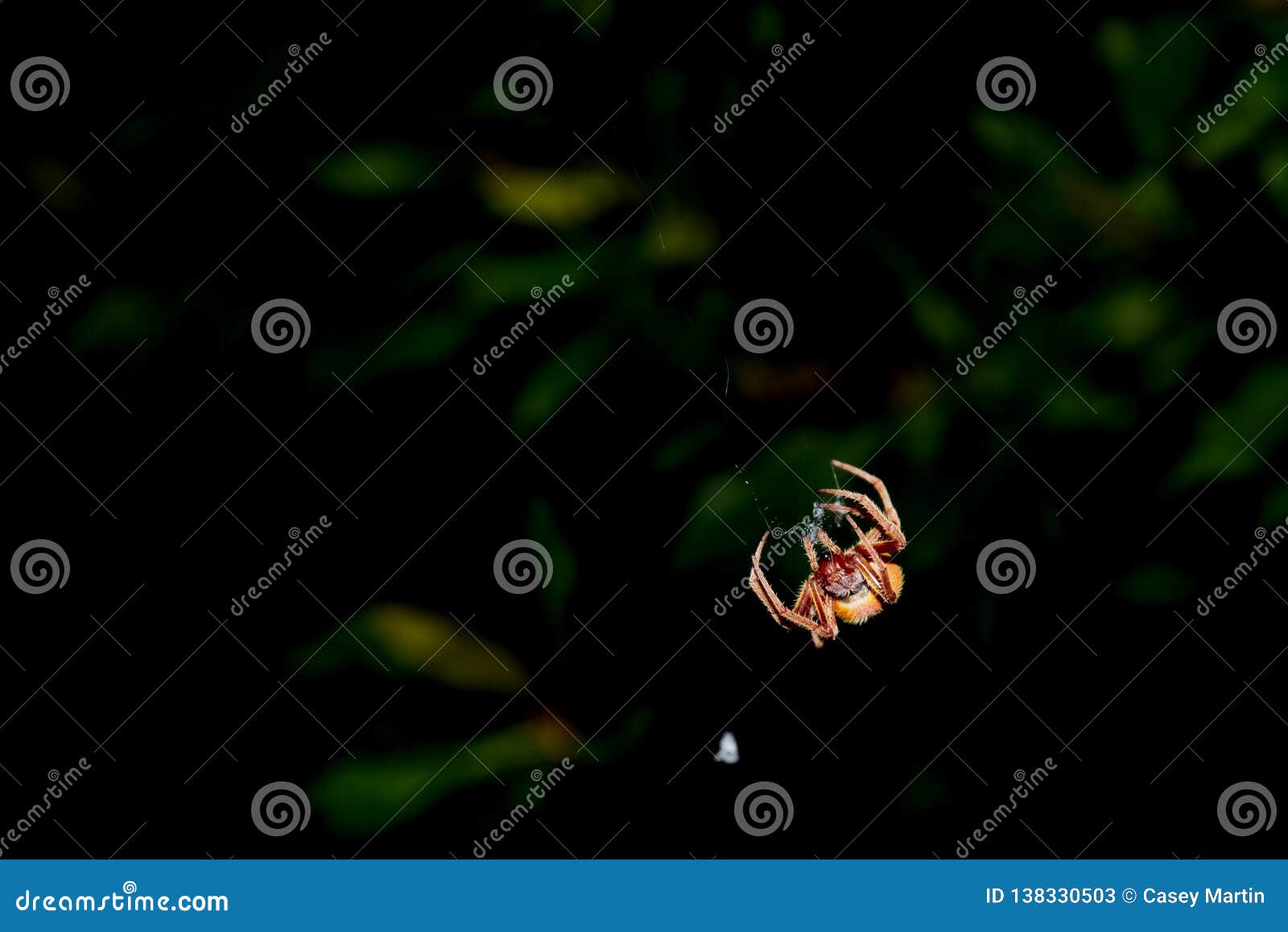 Spider Outside at Night Spinning a Web Stock Image - Image of outdoors ...