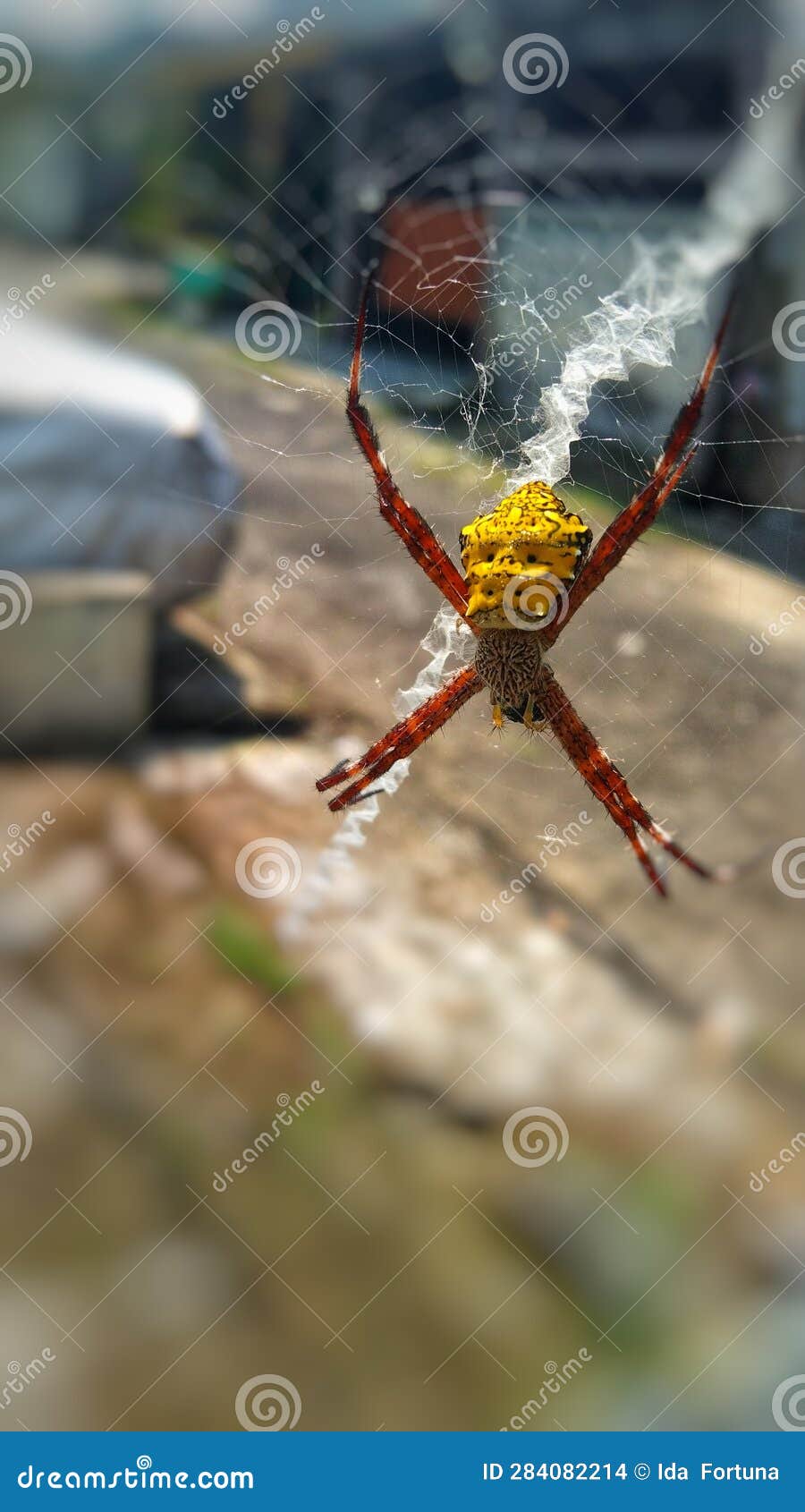 Spider Over Net with Blur Background Stock Photo - Image of ...