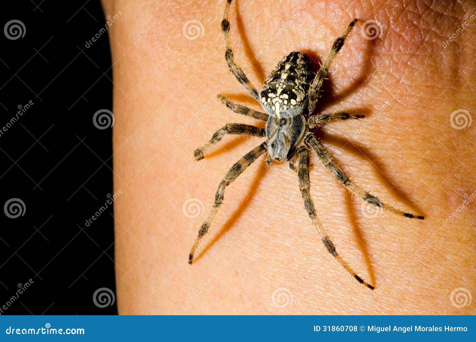 Spider stock photo. Image of trap, spider, insect, invertebrate - 31860708